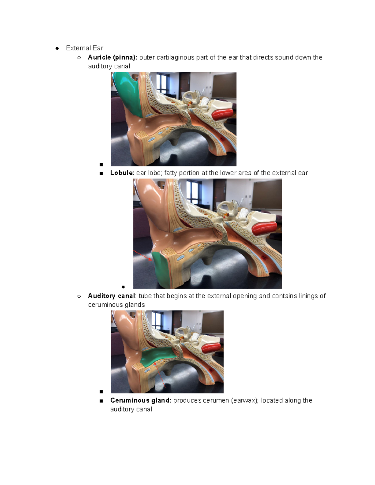 Lab Lecture 8 Ear - Professor Laura Martin; Includes anatomical ...