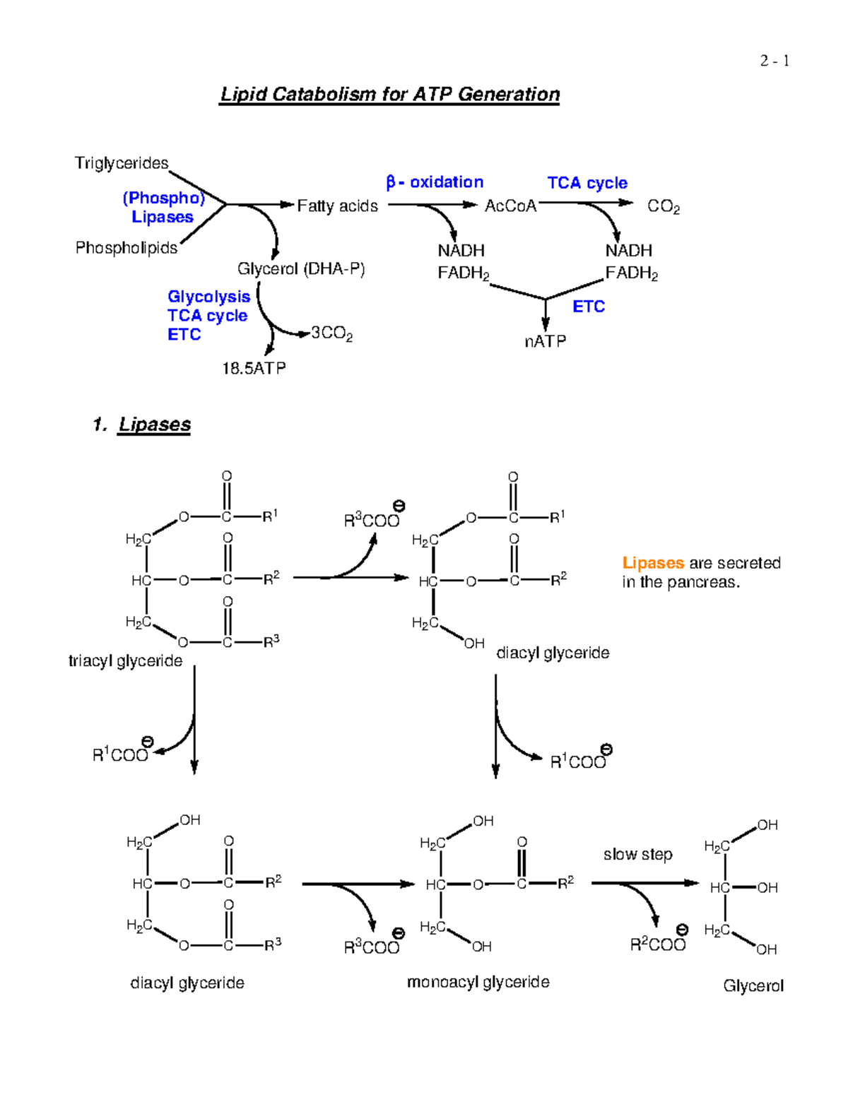 Lecture notes, lecture section 2 - 2016/2017 - 2 - 1 Lipid Catabolism ...