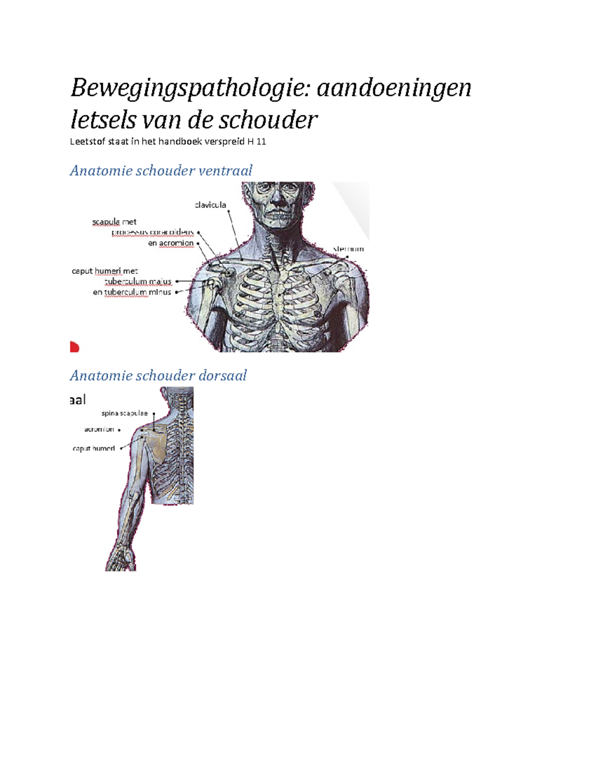 Les 8 schouder pathologie - Bewegingspathologie: aandoeningen letsels ...