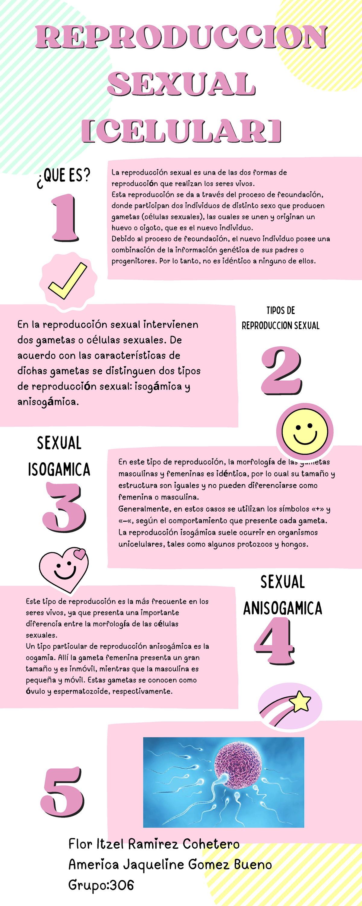 Infografia escolar educativa rosa pastel - En este tipo de reproducción ...