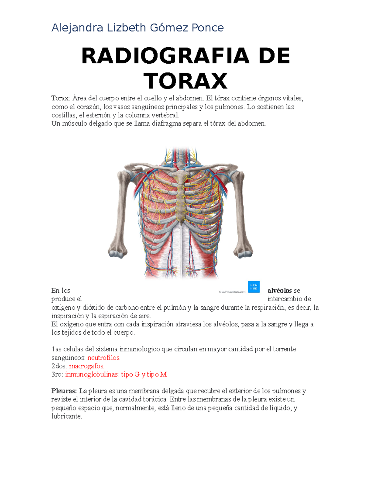 Radiografia DE Torax - Tema de estudio - RADIOGRAFIA DE TORAX Torax ...