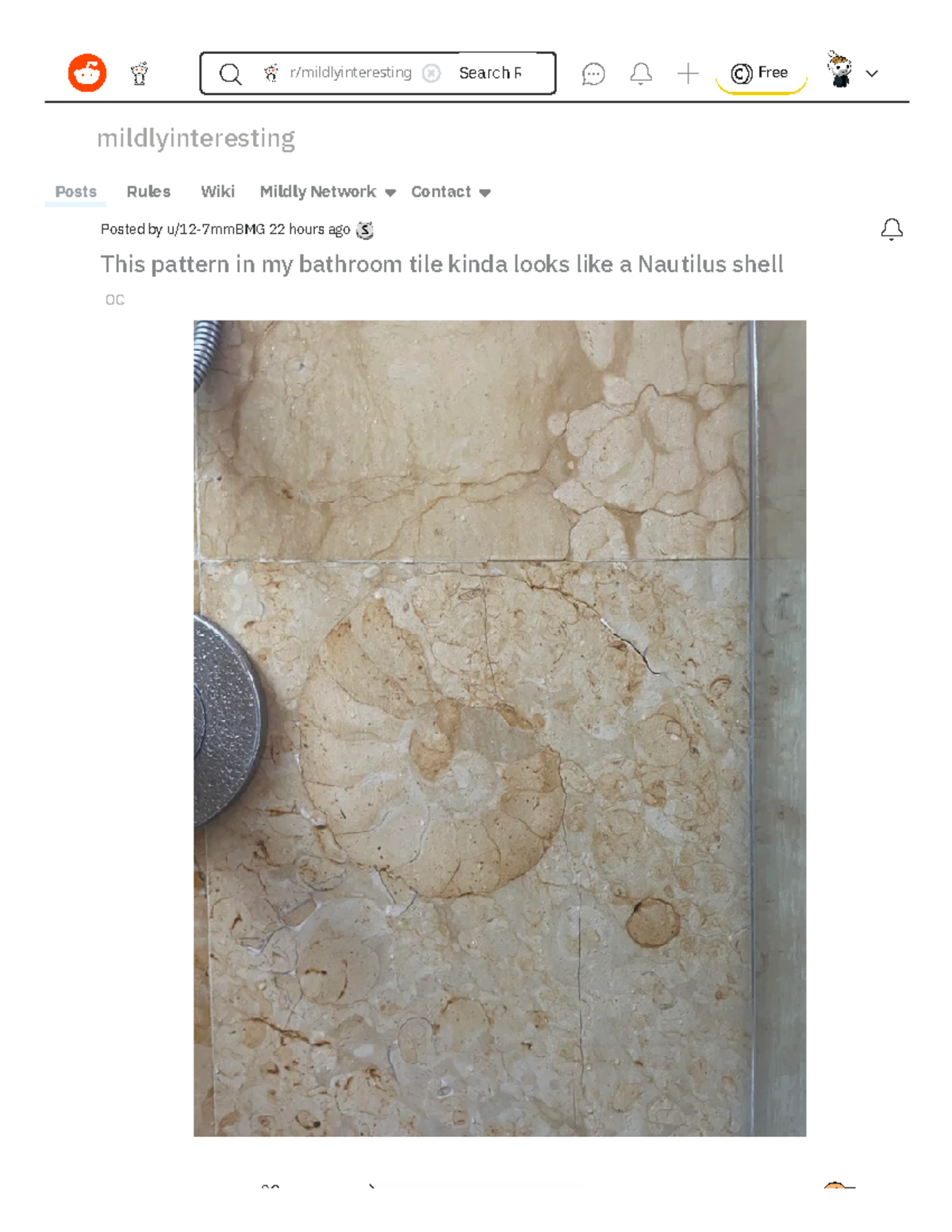 This pattern in my bathroom tile kinda looks like a Nautilus shell ...