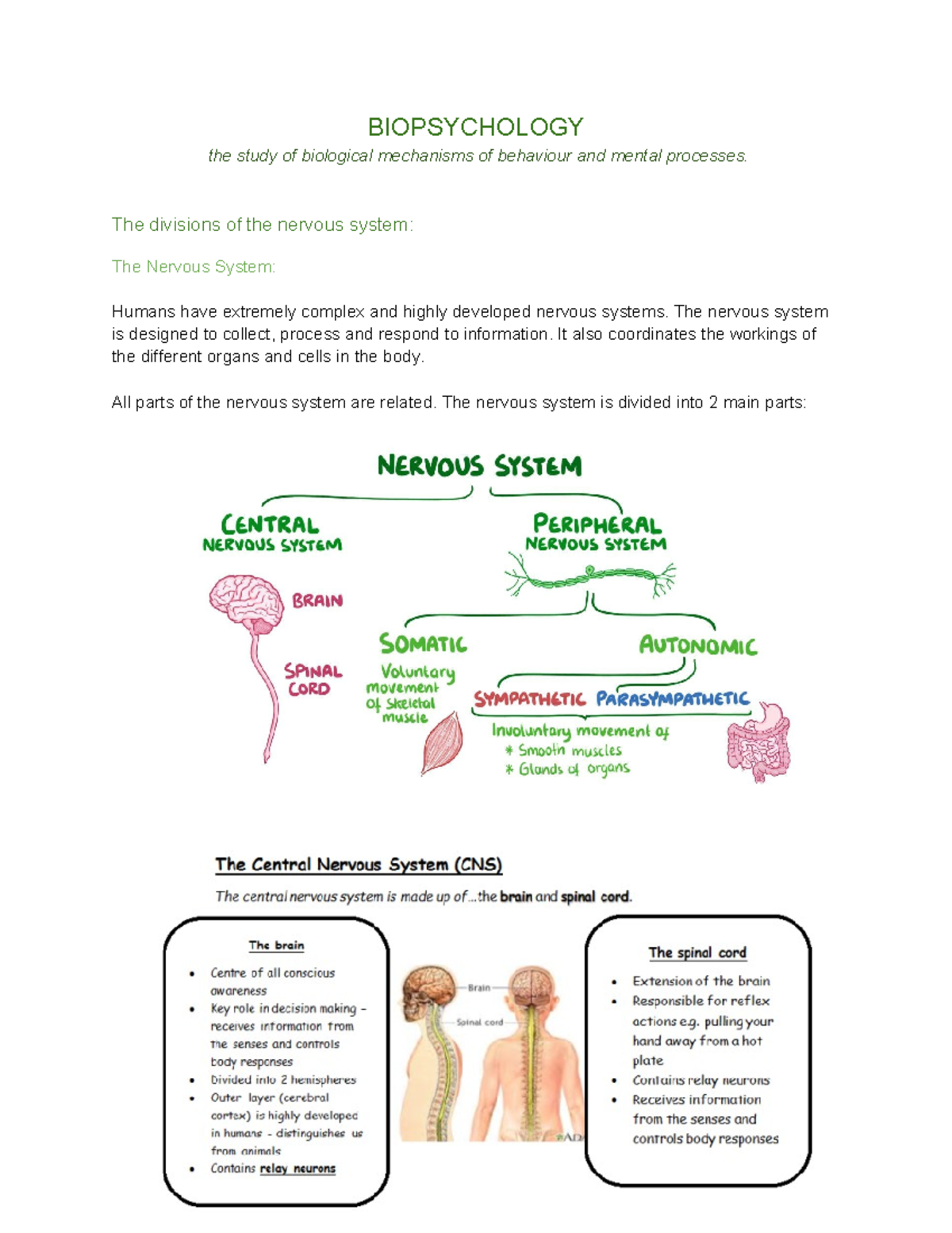 Bio-psychology - notes - BIOPSYCHOLOGY the study of biological ...