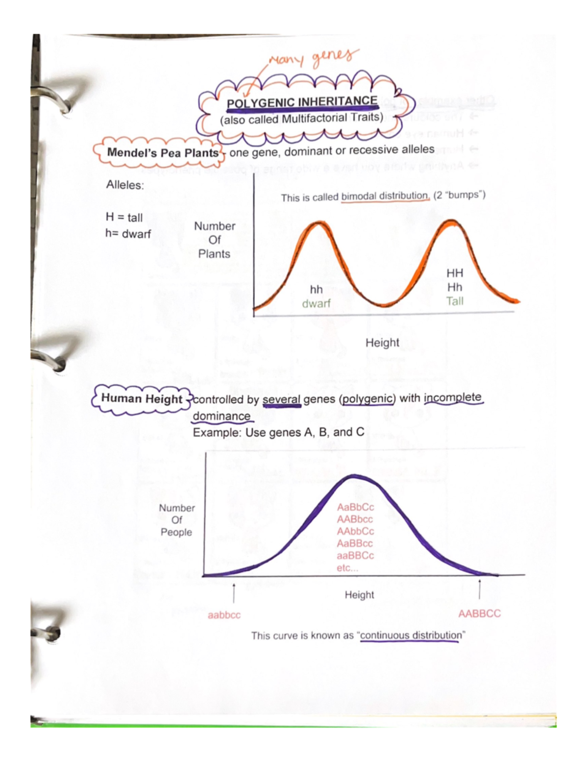 Polygenic Inheritance Height