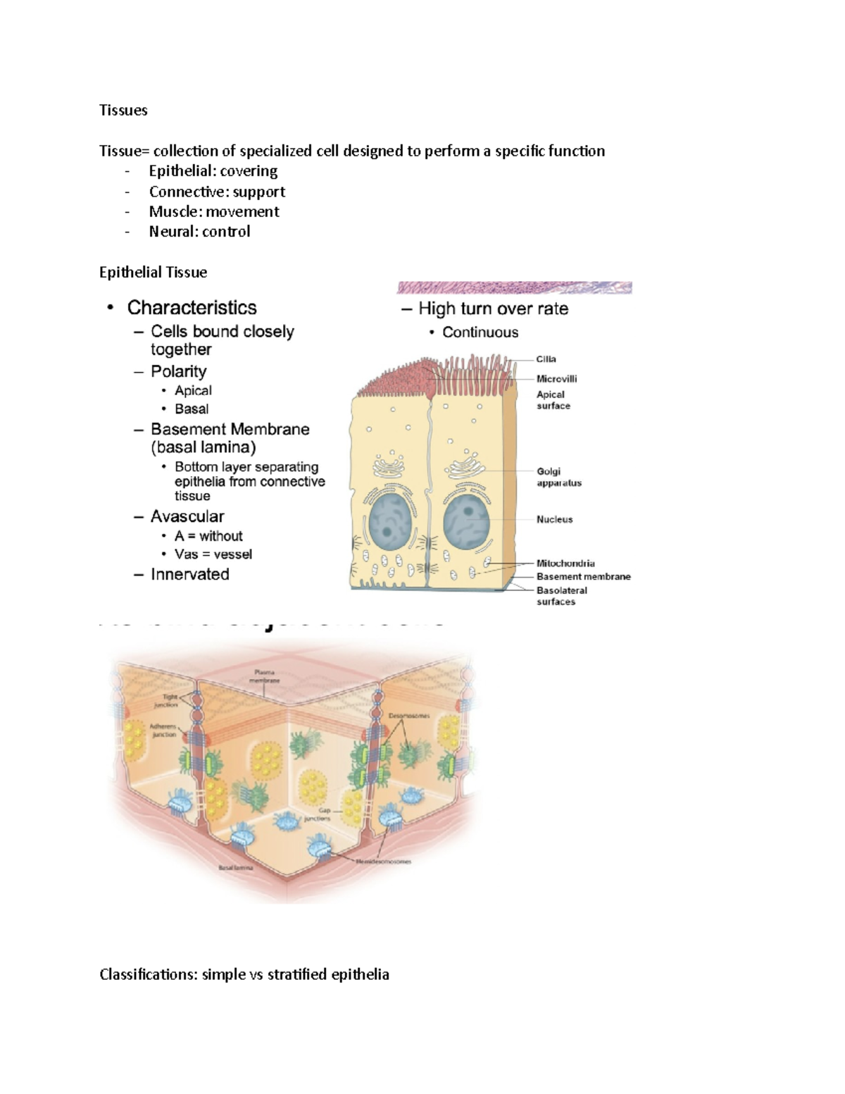 Tissues - Diagrams and notes including the structure and function of ...