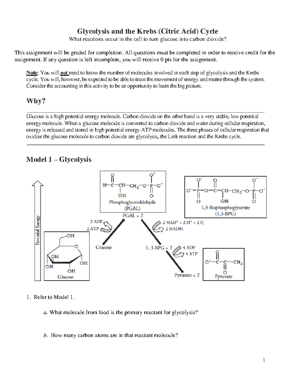 BIO181 Glycolysis and the Citric Acid Cycle Worksheet - Glycolysis and ...