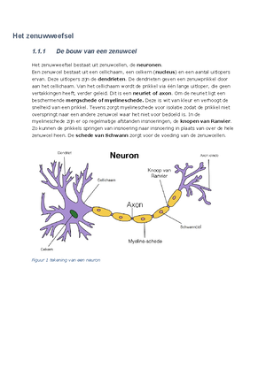Hoofdstuk 6 beenderstelsel - 6 HET BEENDERSTELSEL Het beenderstelsel ...