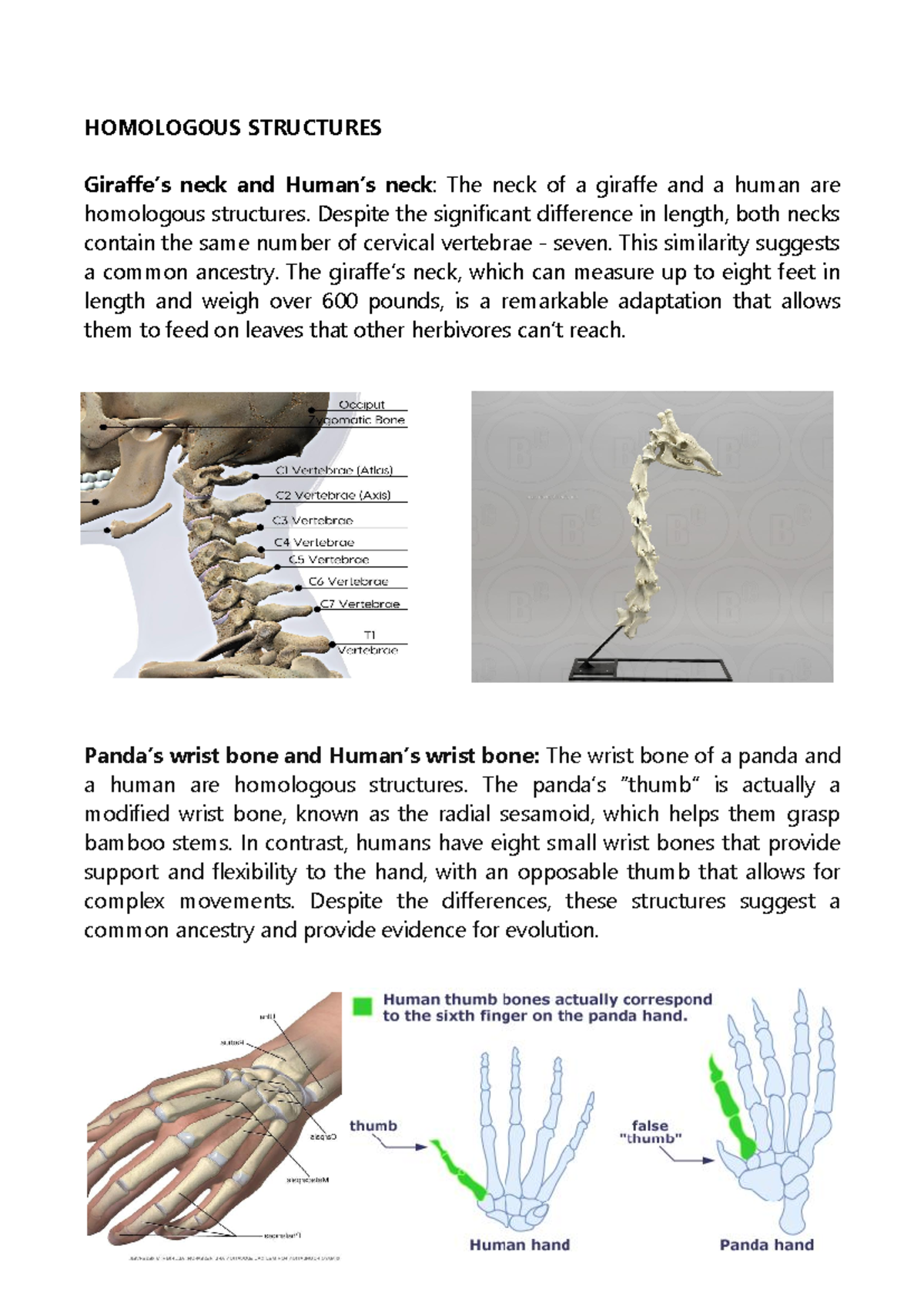 Homologous and Analogous Structures - HOMOLOGOUS STRUCTURES Giraffe’s ...