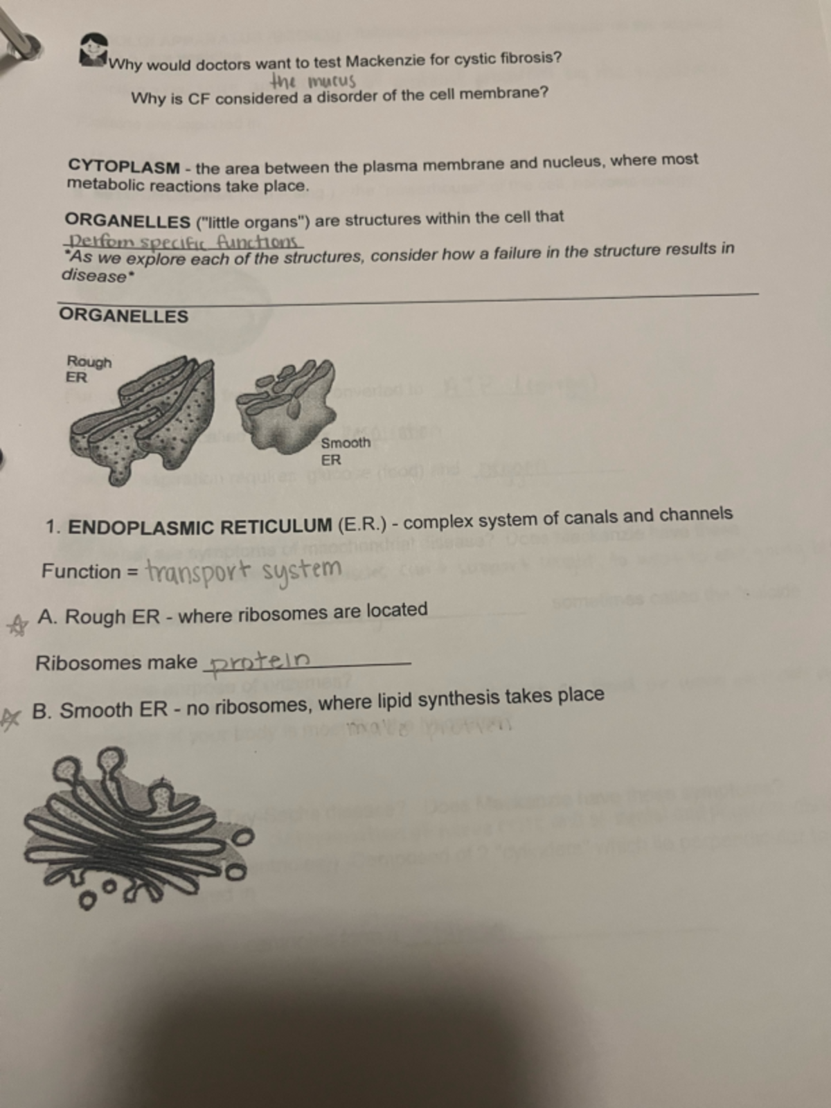 Biology ap 2 - Studocu