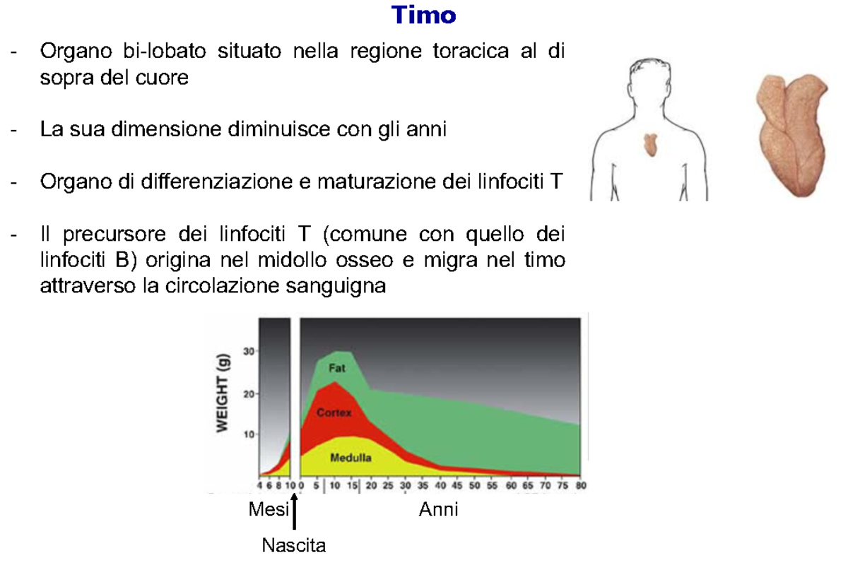 Istologia 8. Organi linfoidi Timo - Timo Organo bi-lobato situato nella ...