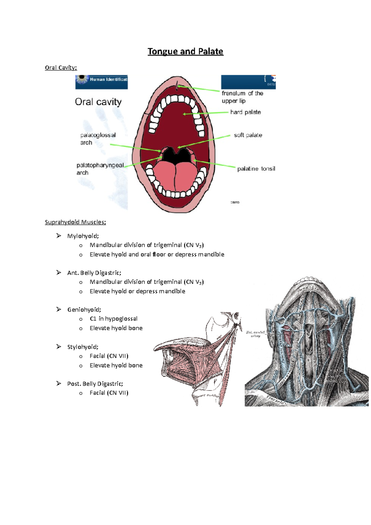 Tongue and Palate - Tongue and Palate Oral Cavity; Suprahydoid Muscles ...