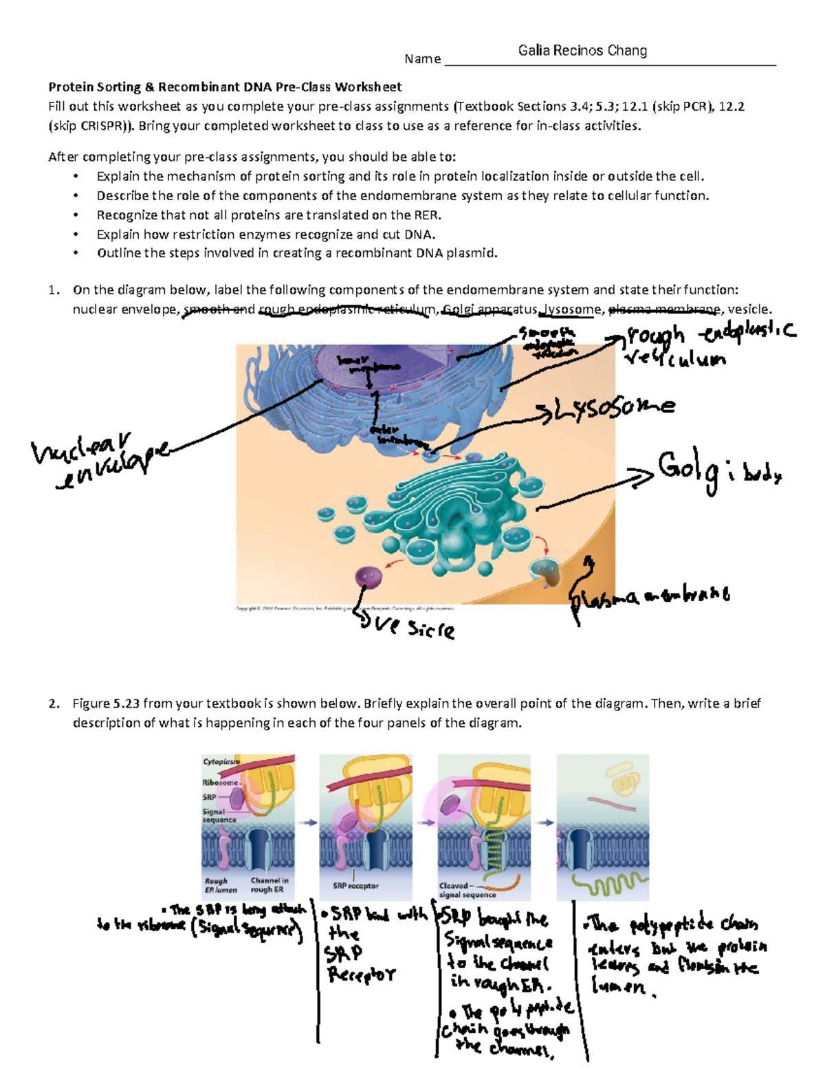 Kami Export - Week 8b Pre-Class Reading Guide - Protein Sorting ...