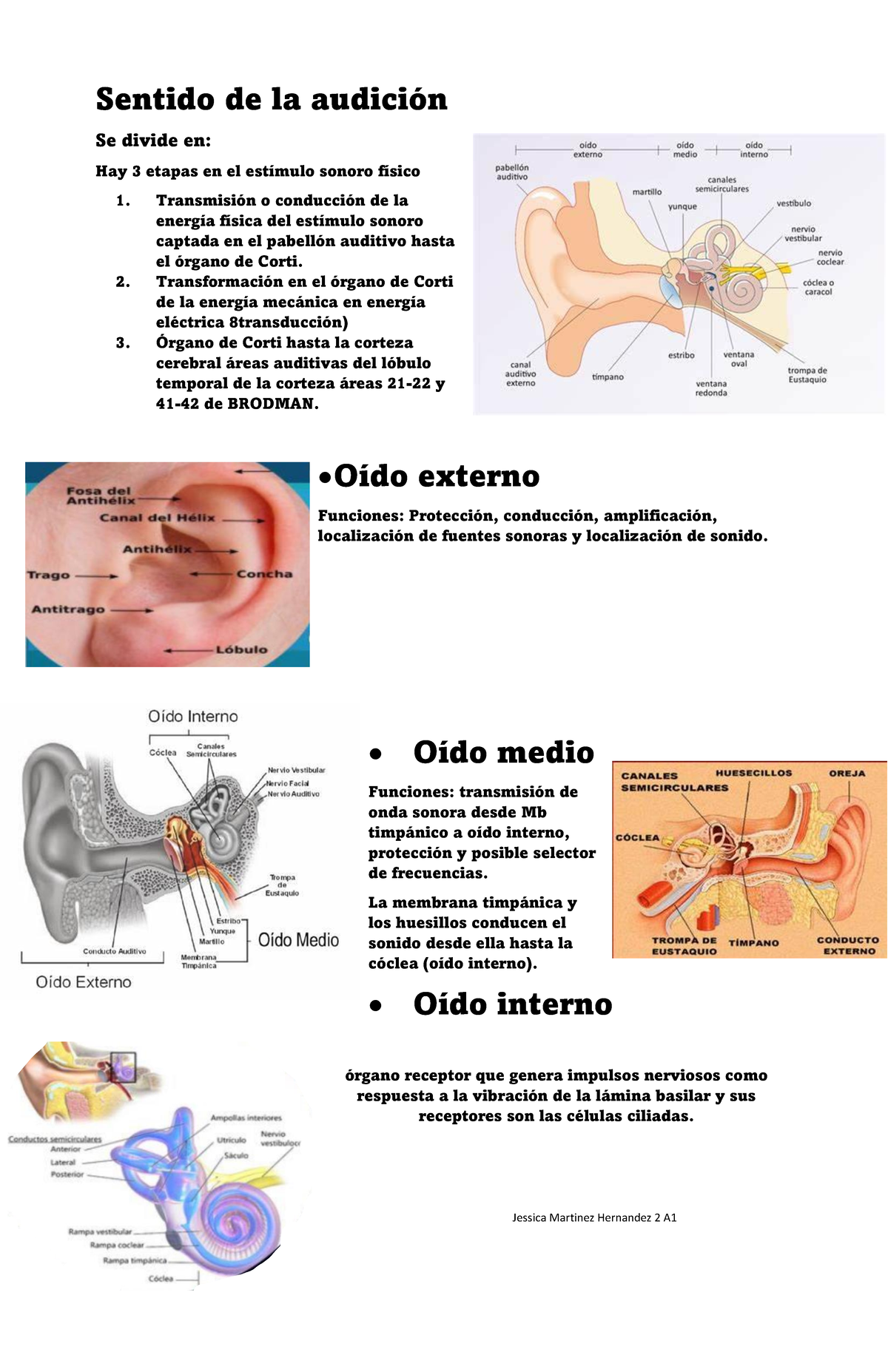 Sentido de la audición - Sentido de la audición Se divide en: Hay 3 ...