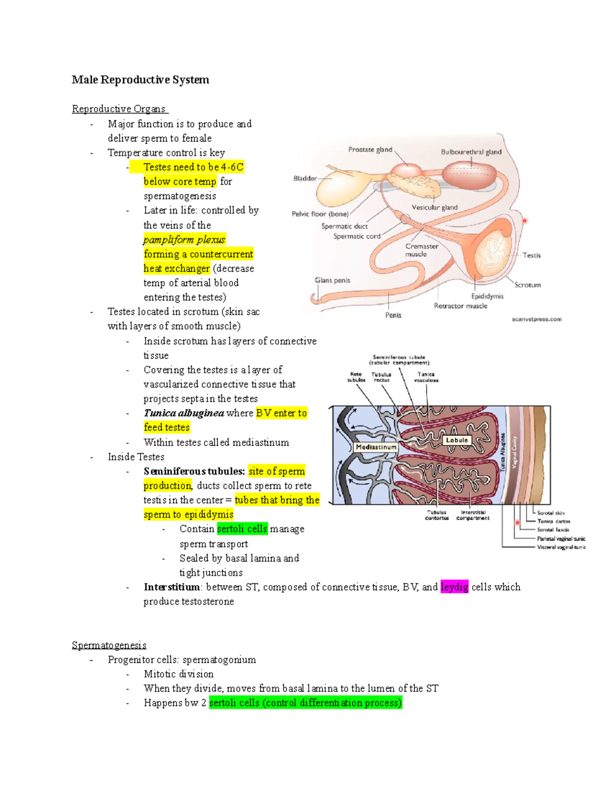Male Reproductive System - Male Reproductive System Reproductive Organs ...