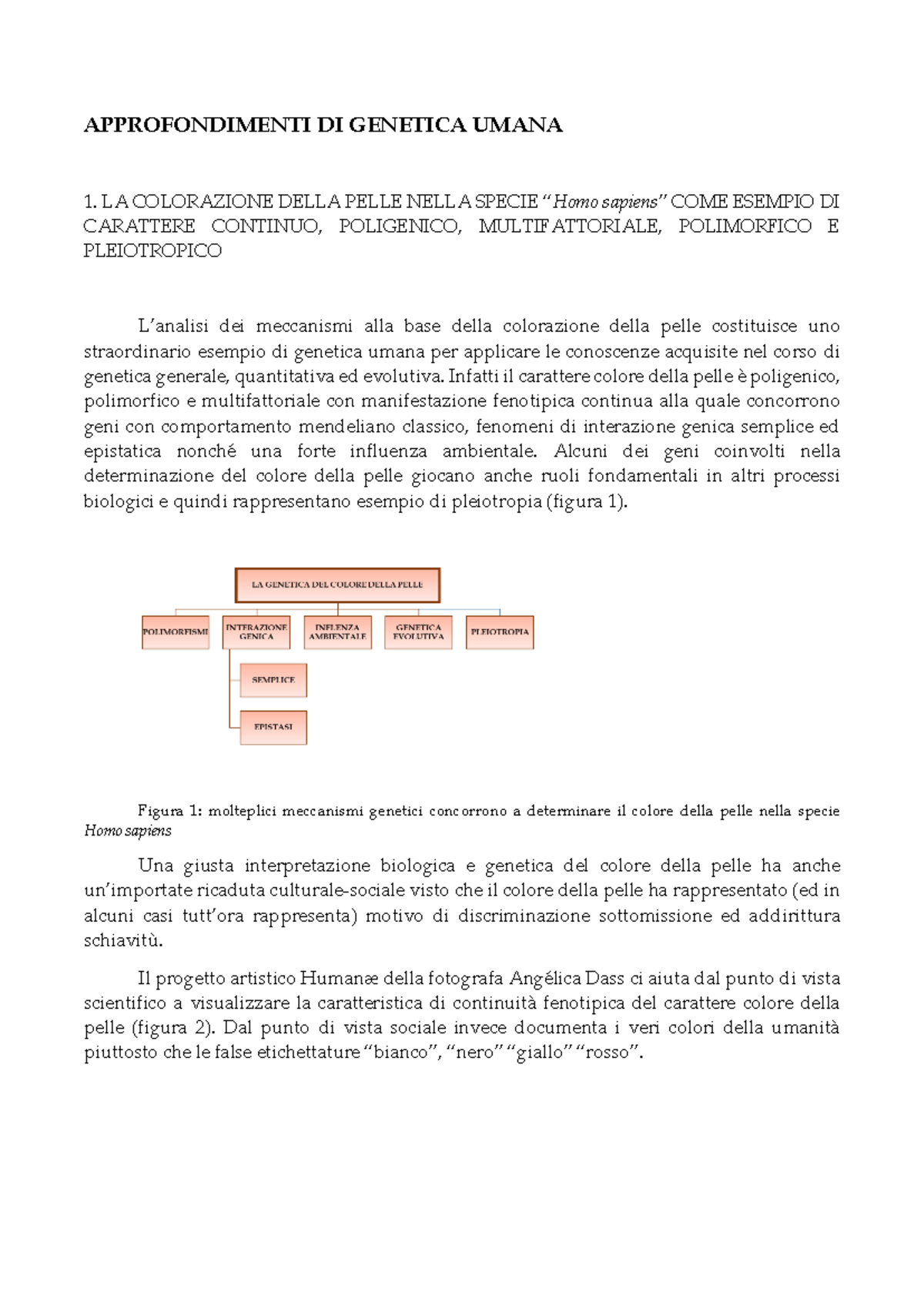 La genetica del colore della pelle - APPROFONDIMENTI DI GENETICA UMANA ...