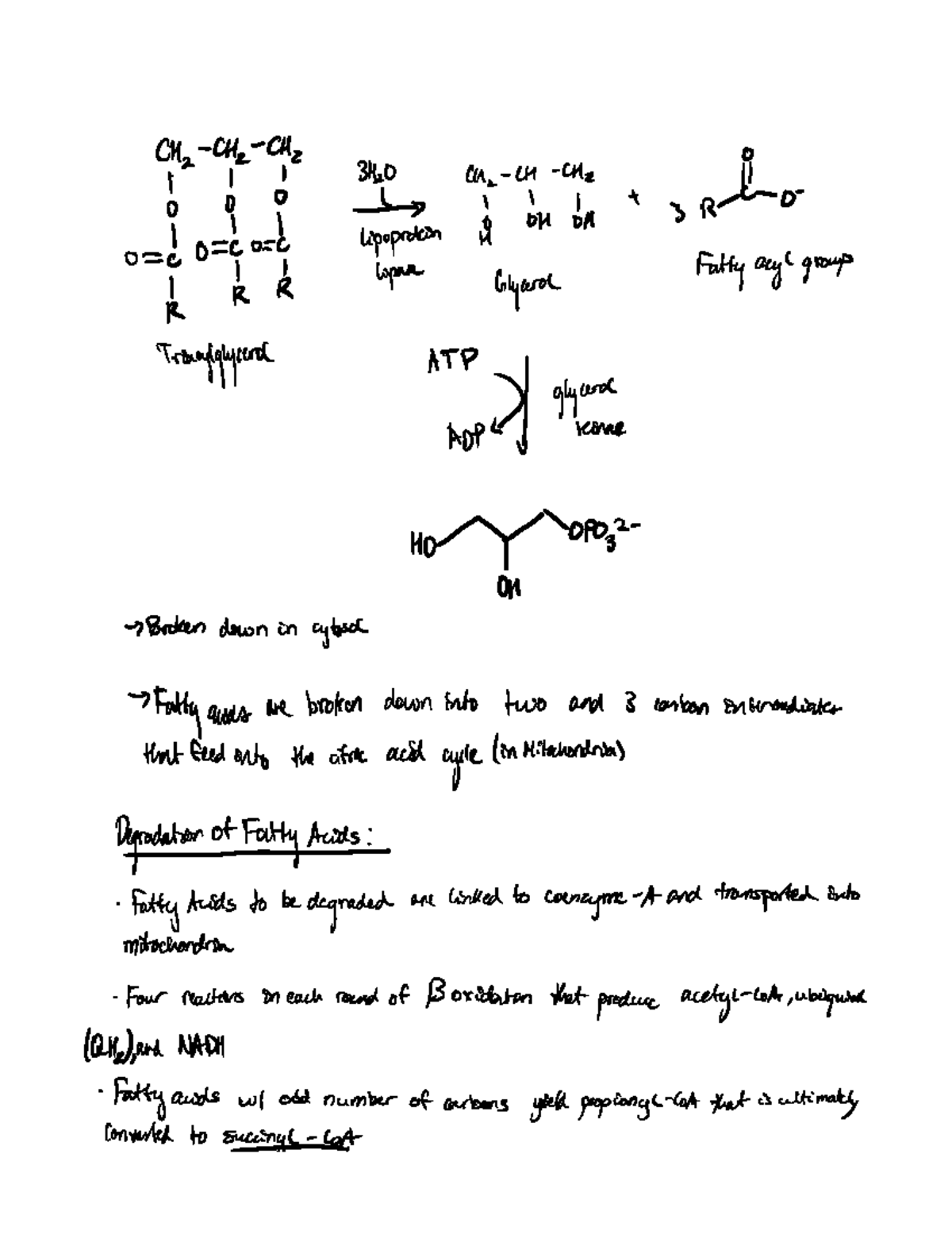 Lipid Metabolism - BIOCHEM 5614 - Studocu
