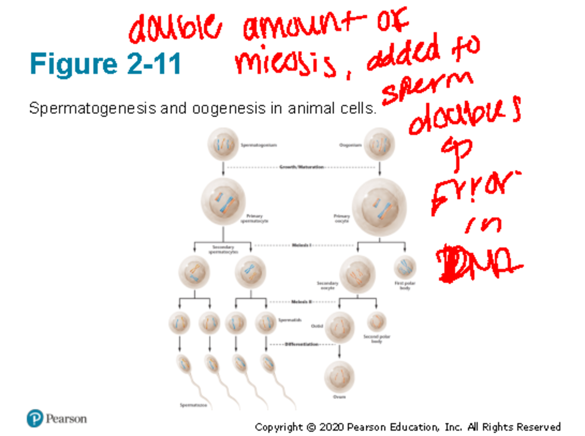 Ch02 lecture genetics 2023-01-29 02 27 48 - Figure 2- Spermatogenesis ...