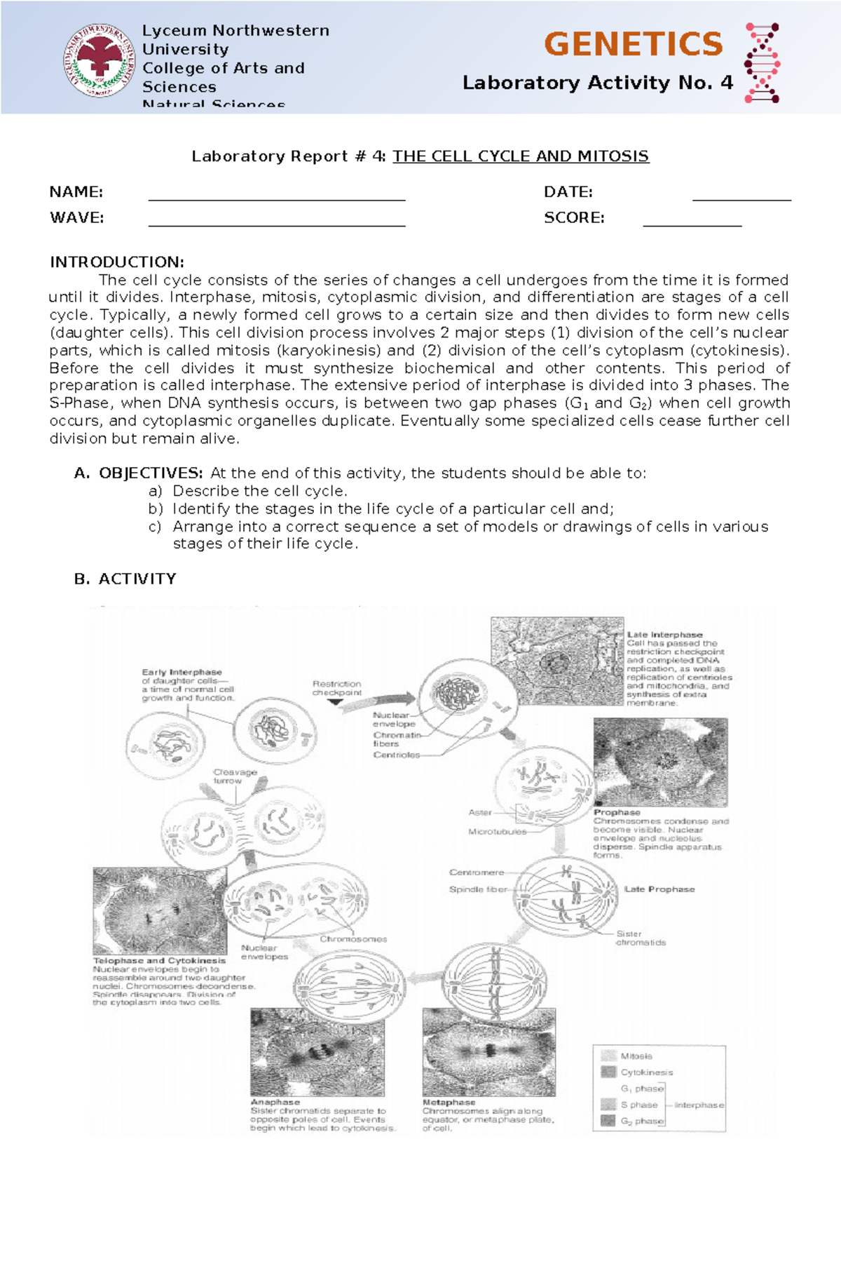 Genetics Laboratory 4 Cell Cycle and Mitosis - Laboratory Activity No ...