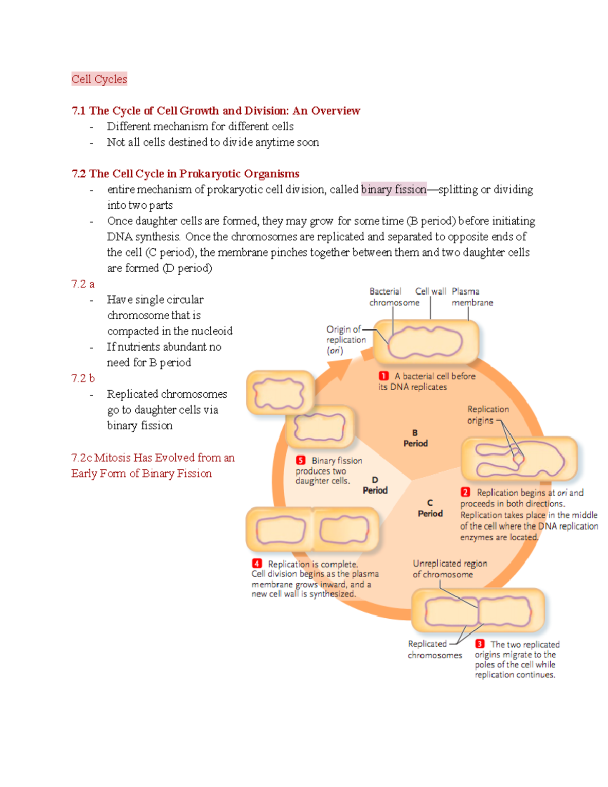 Textbook Cycle 2 - Cell Cycles 7 The Cycle of Cell Growth and Division ...