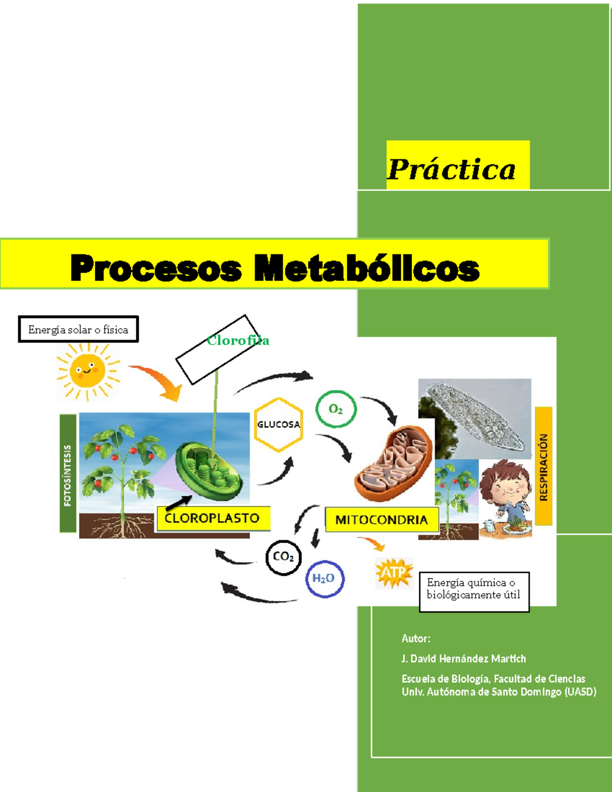 Actividades. Metabolismo - Práctica Procesos Metabólicos Autor: J ...