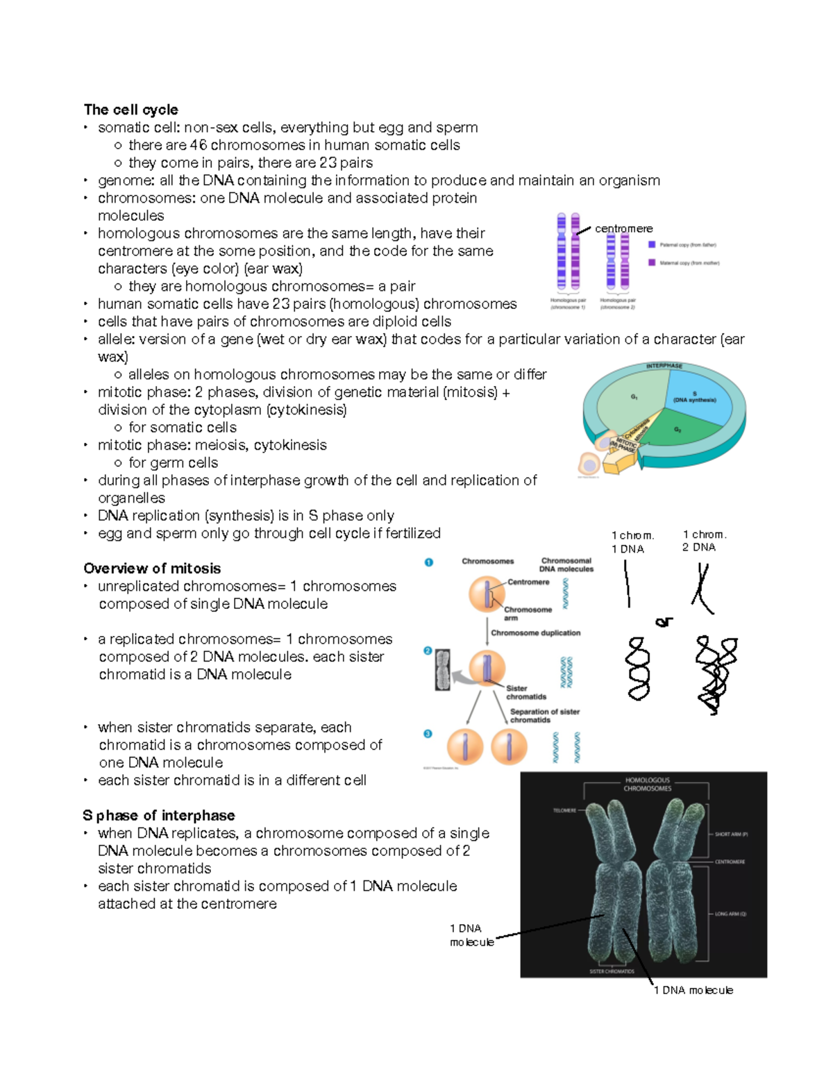 Ch 12 lecture - introductory biology course, professor: janel zeman ...