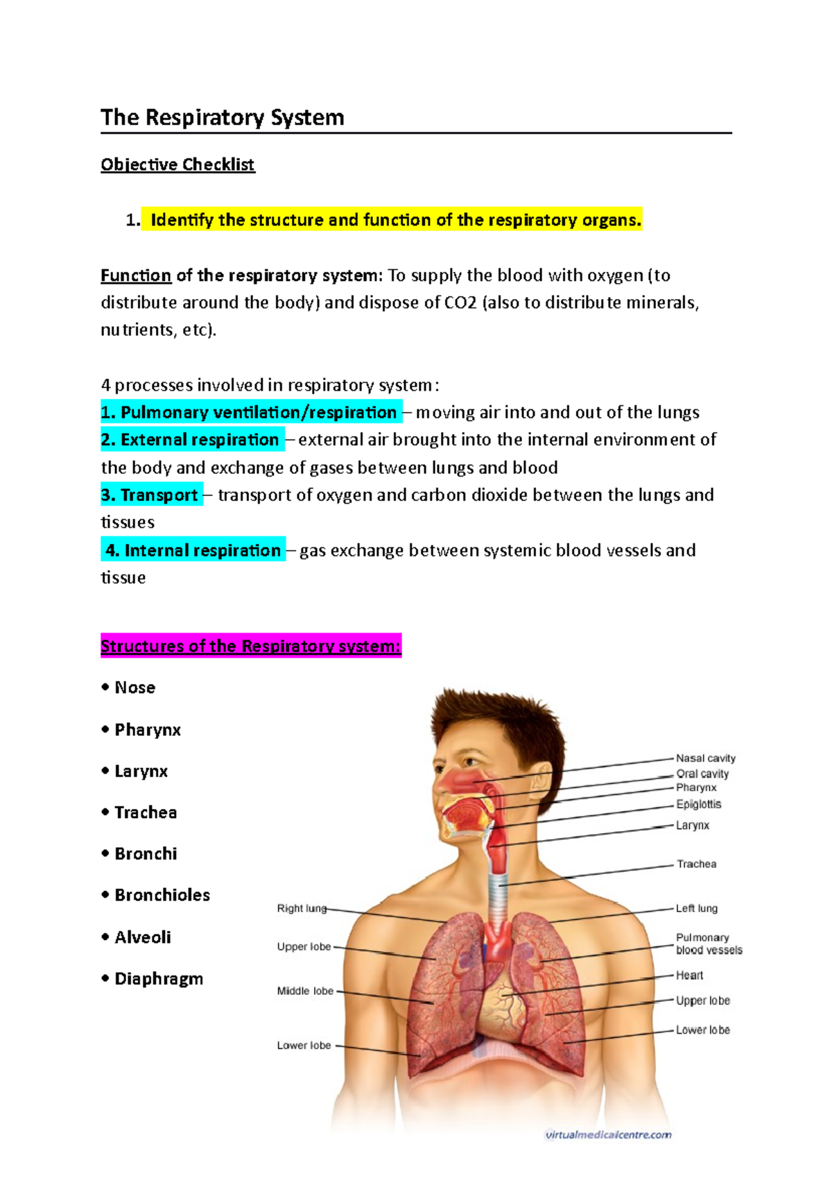 Respiratory System Lecture Notes 9 Human Anatomy And Physiology 