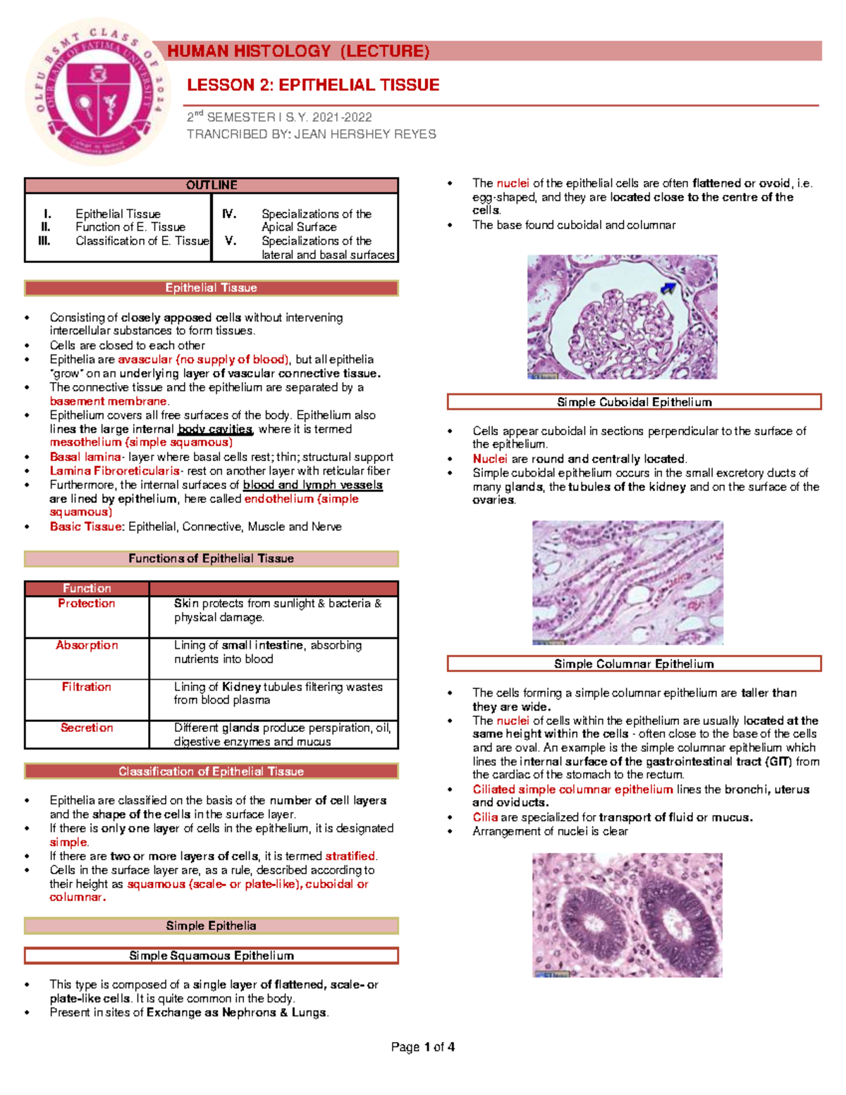 Lecture 2 Epithelial Tissue - HUMAN HISTOLOGY (LECTURE) = 2 nd SEMESTER ...