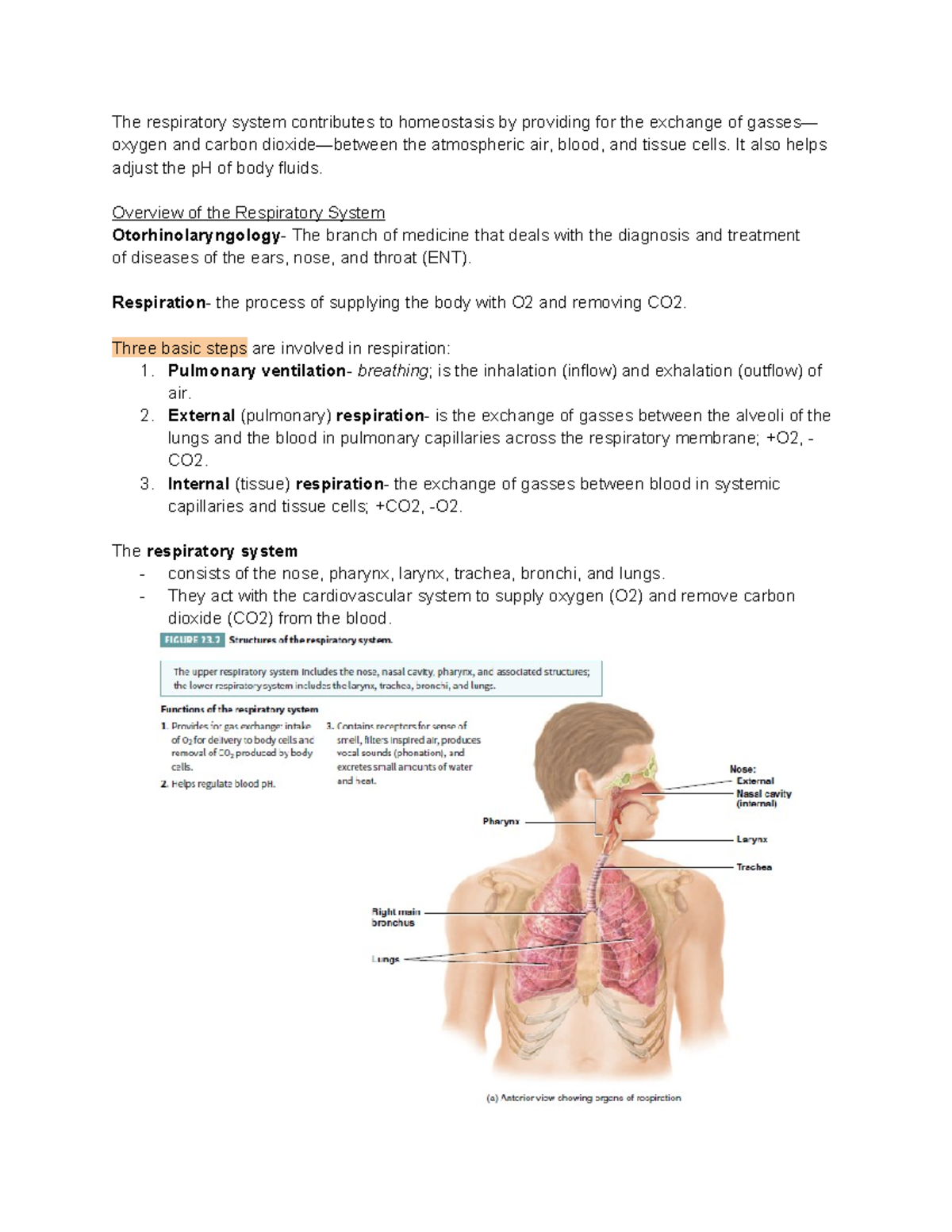 Ch 23 Respiratory System - The respiratory system contributes to ...