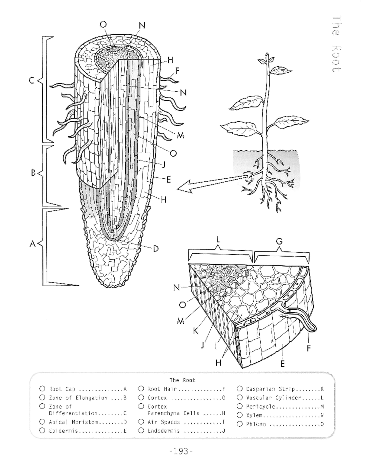 The Root Image - Clear diagrams to review and colour! Have fun! You may ...