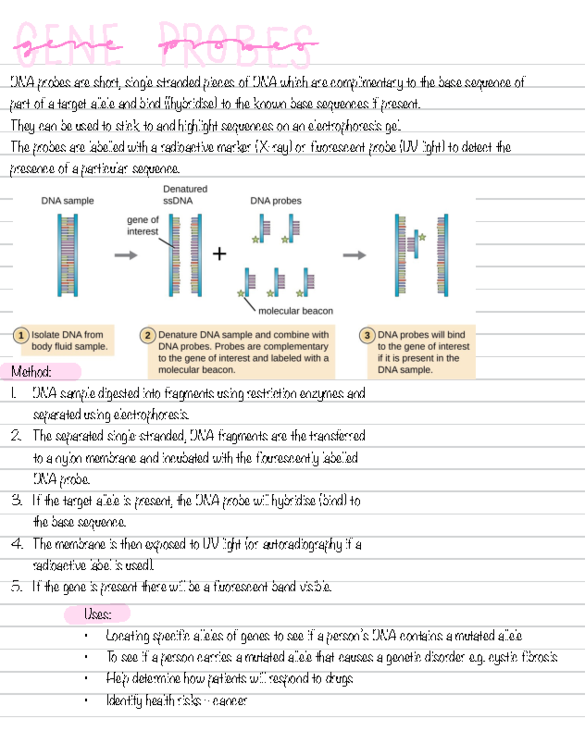 Bio Chapter 21 - Recombinant DNA Tech GENE Probes - DNA probes are ...