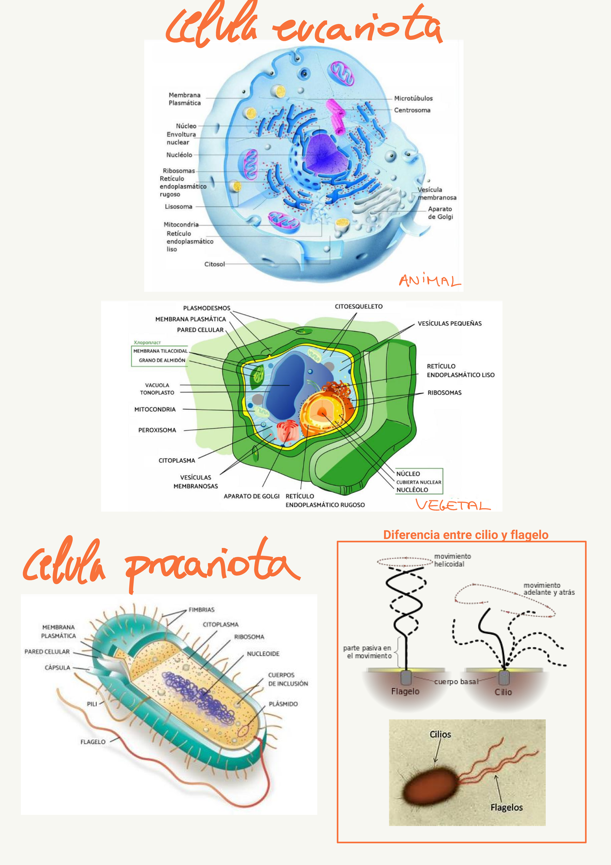 Orgánulos celulares - Biologia Fonamental - Diferencia entre cilio y ...