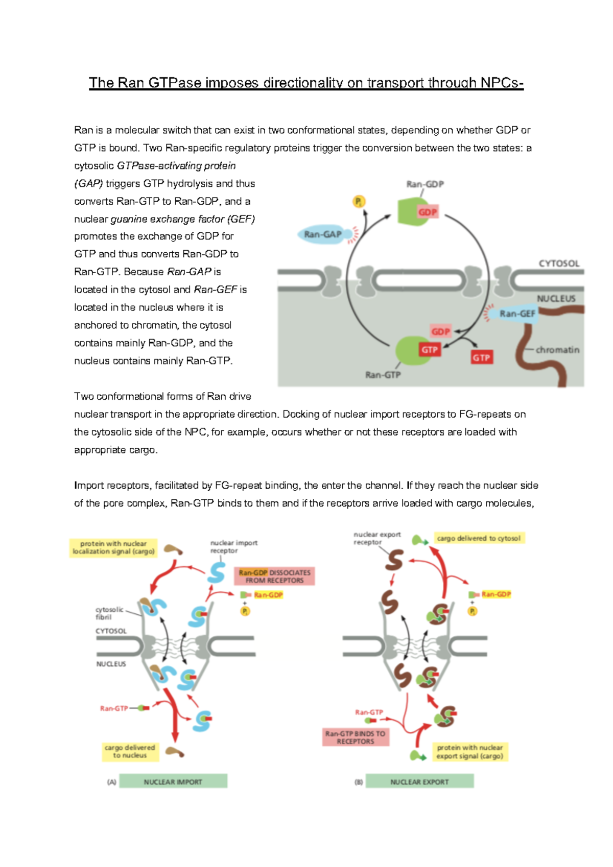 The Ran GTPase imposes directionality on transport through NPCs - Two ...