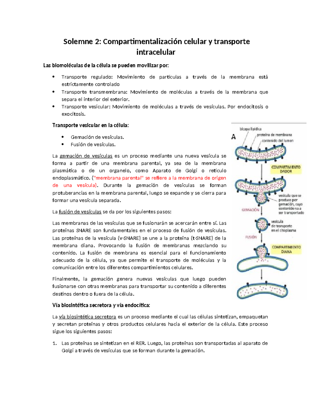 Solemne 2 biologia - Solemne 2: Compartimentalización celular y ...
