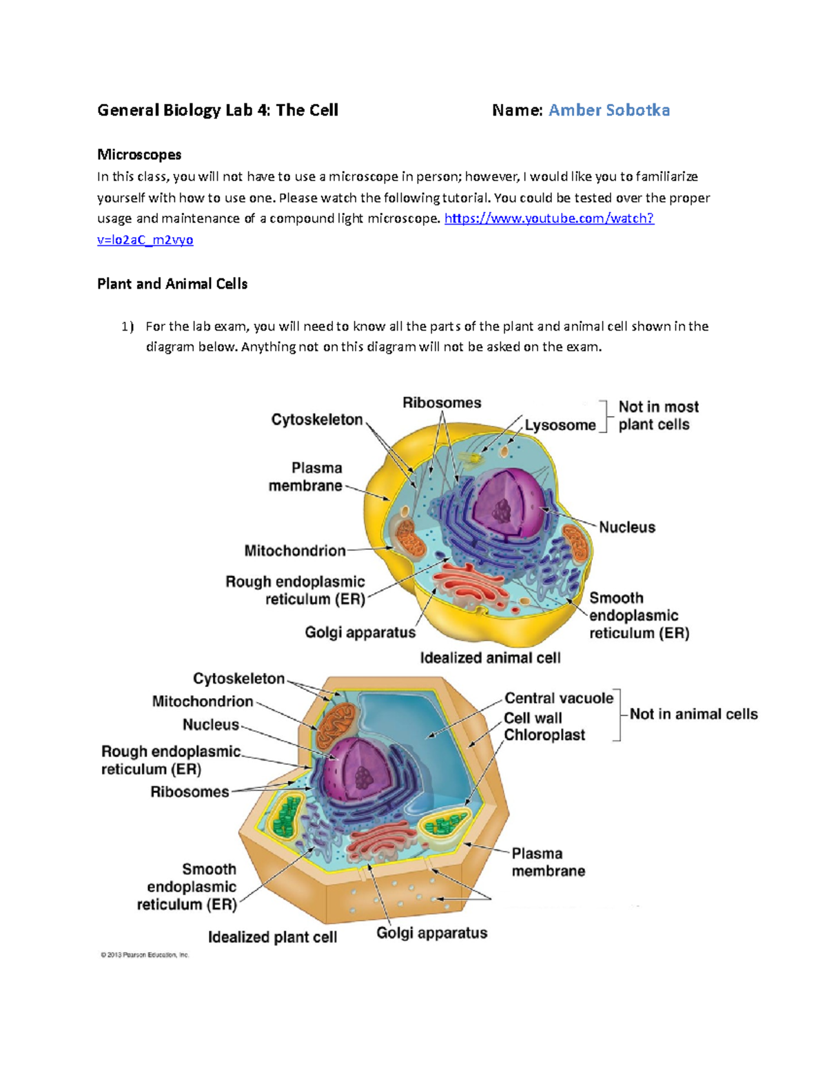 General+Biology+Lab+4 Cells 292019-1+28129 - General Biology Lab 4: The Cell Name: Amber Sobotka ...