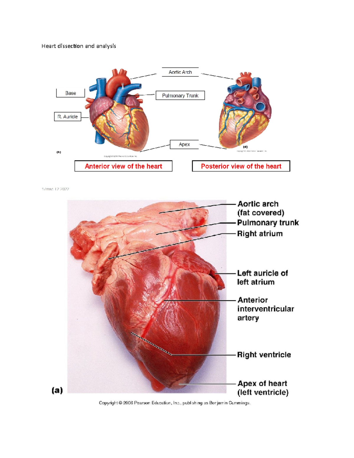 Week 3-5 anatomy labs - 1017MSC - Heart dissection and analysis Blood ...