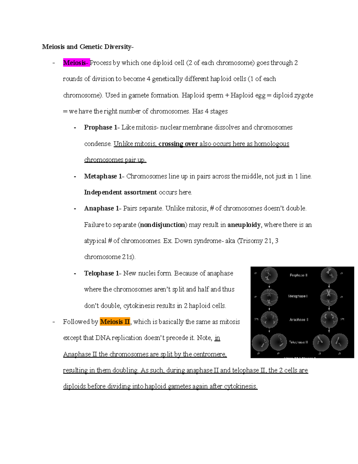 Meiosis and Genetic Diversity - Used in gamete formation. Haploid sperm ...