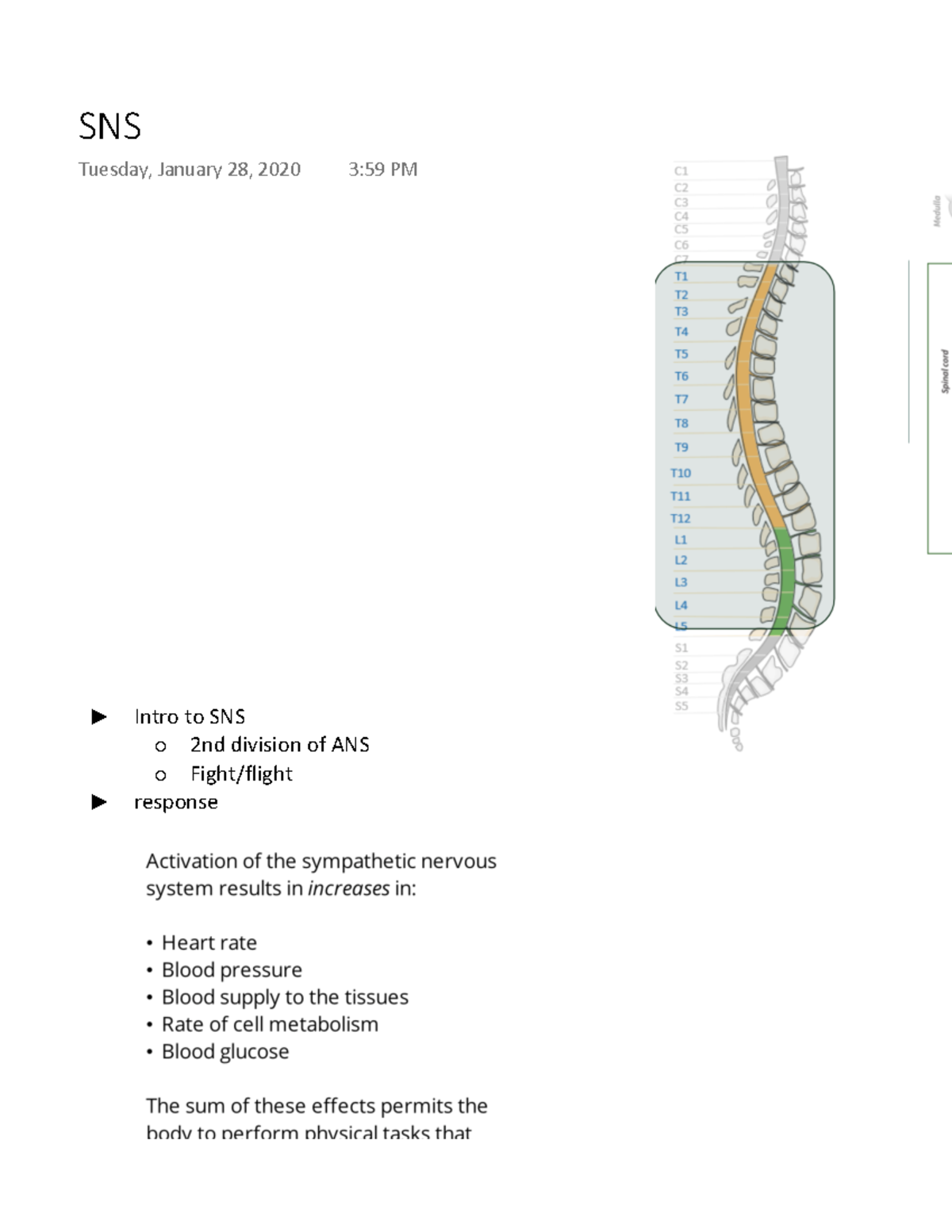 SNS - somatic nervous system summary - Warning: TT: undefined function: 32 Warning: TT ...