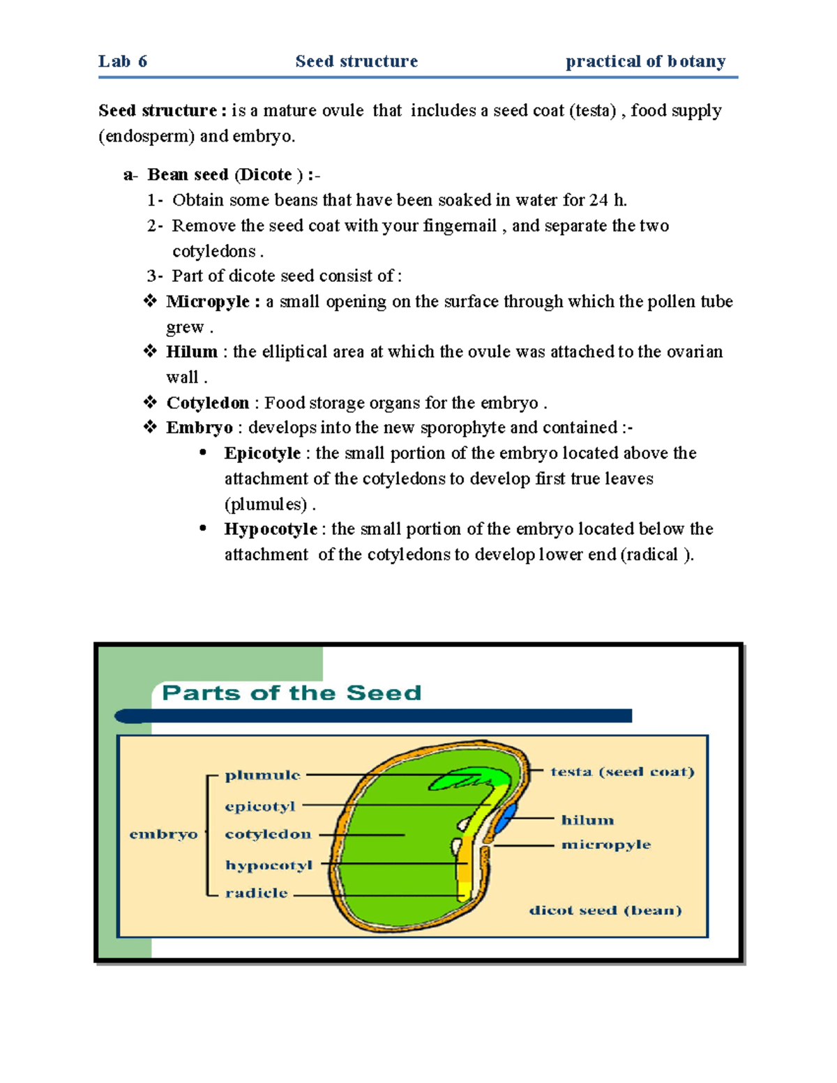 Botany 6 - Lab 6 Seed structure practical of botany Seed structure : is ...