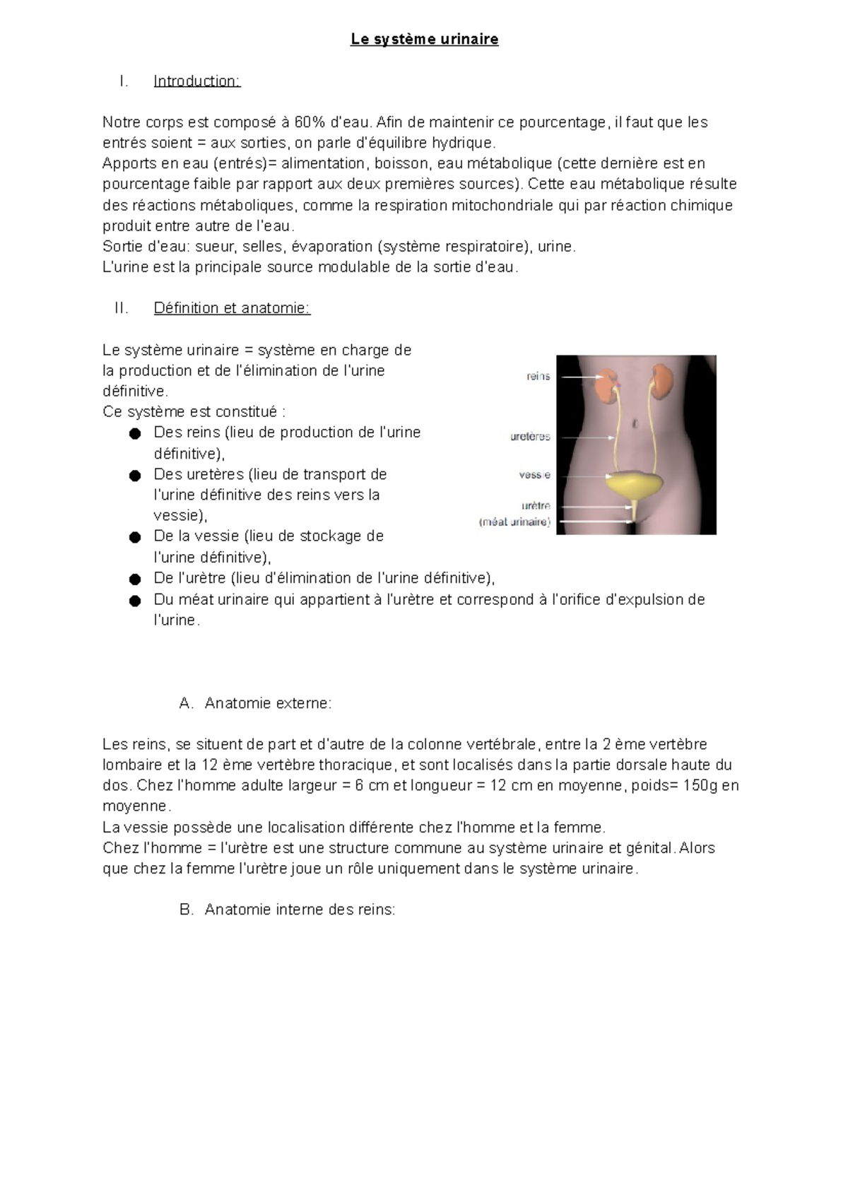 CAO Appareil urinaire final - Le système urinaire I. Introduction ...