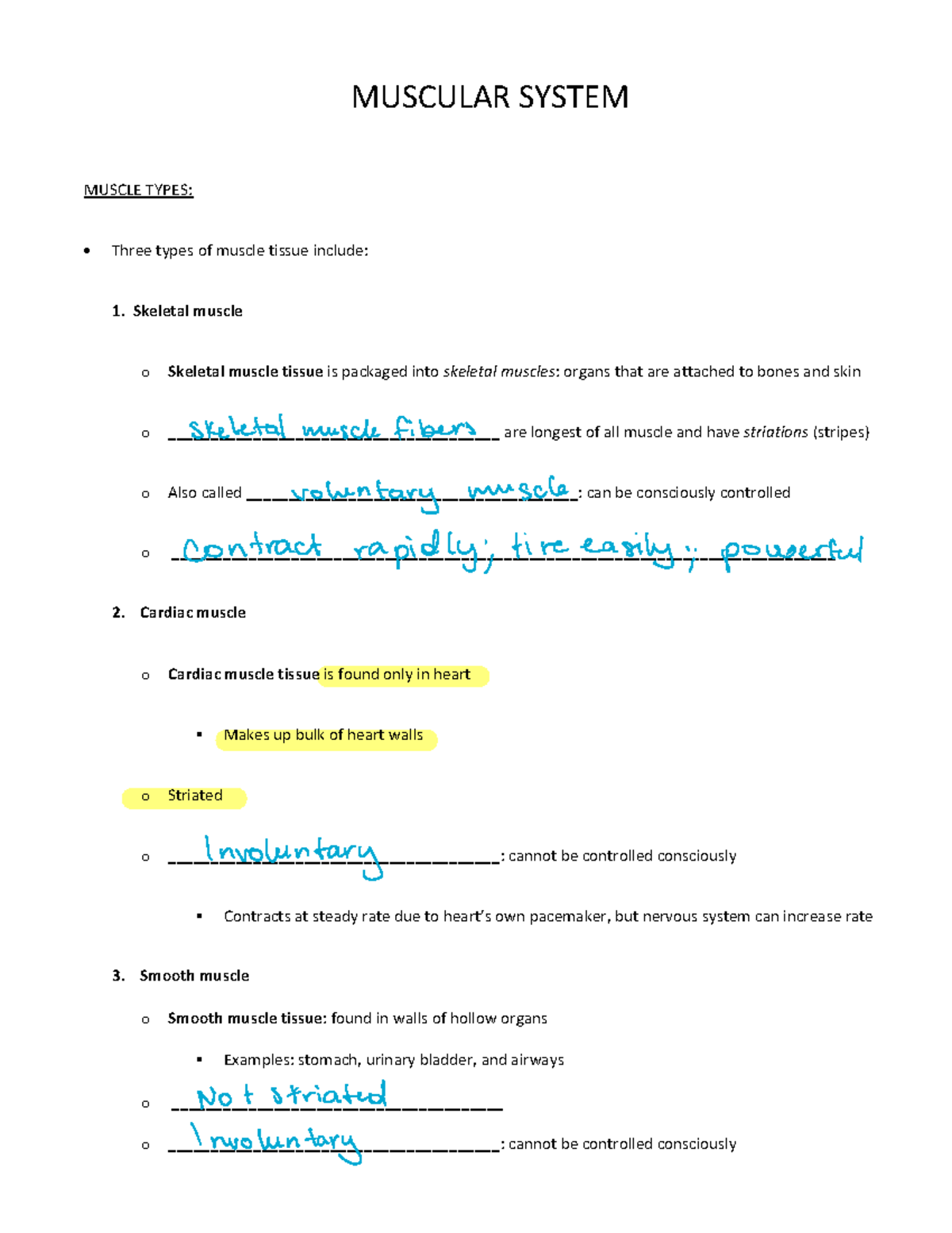 Muscular+system - Anatomy and Physiology Sc - MUSCULAR SYSTEM MUSCLE ...