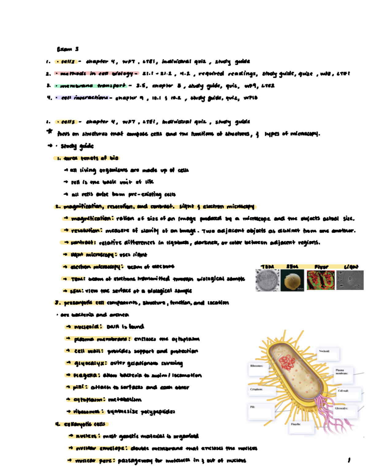 Biology Exam 3 Study Notes - Exam i cells chapter 4 we atEl ...