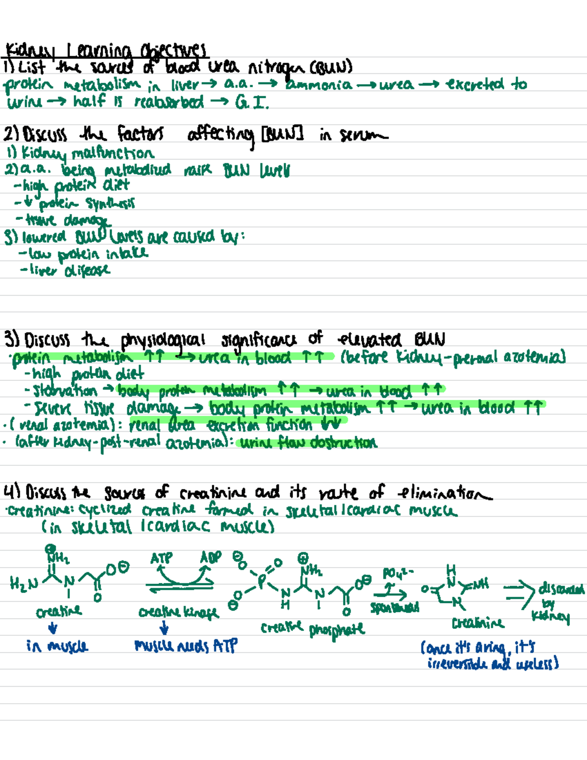 BLD 307 - learning objectives - Kidneylearningobjectives 1) List the ...