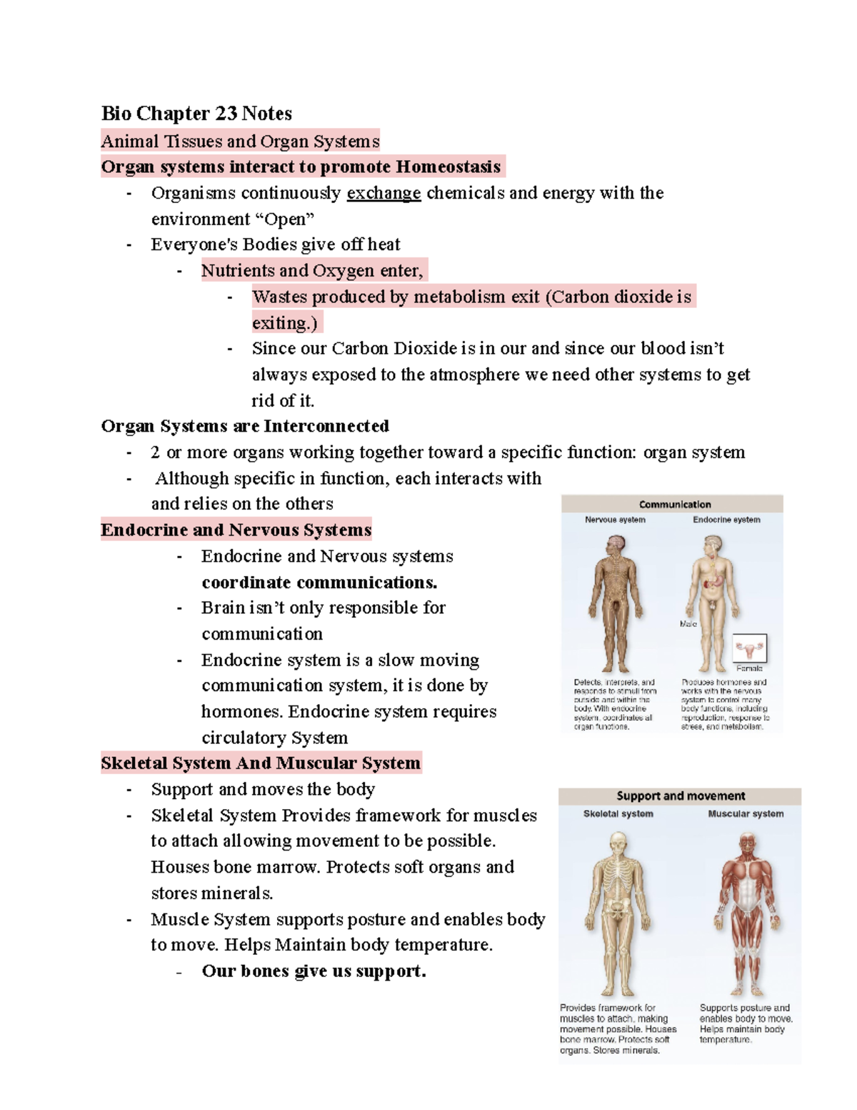 Biology Ch. 23 Notes - Bio Chapter 23 Notes Animal Tissues and Organ ...