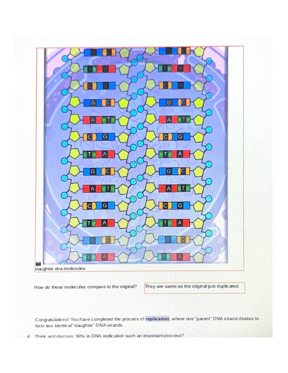 Daughter dna molecules - CDIS-100 - Studocu