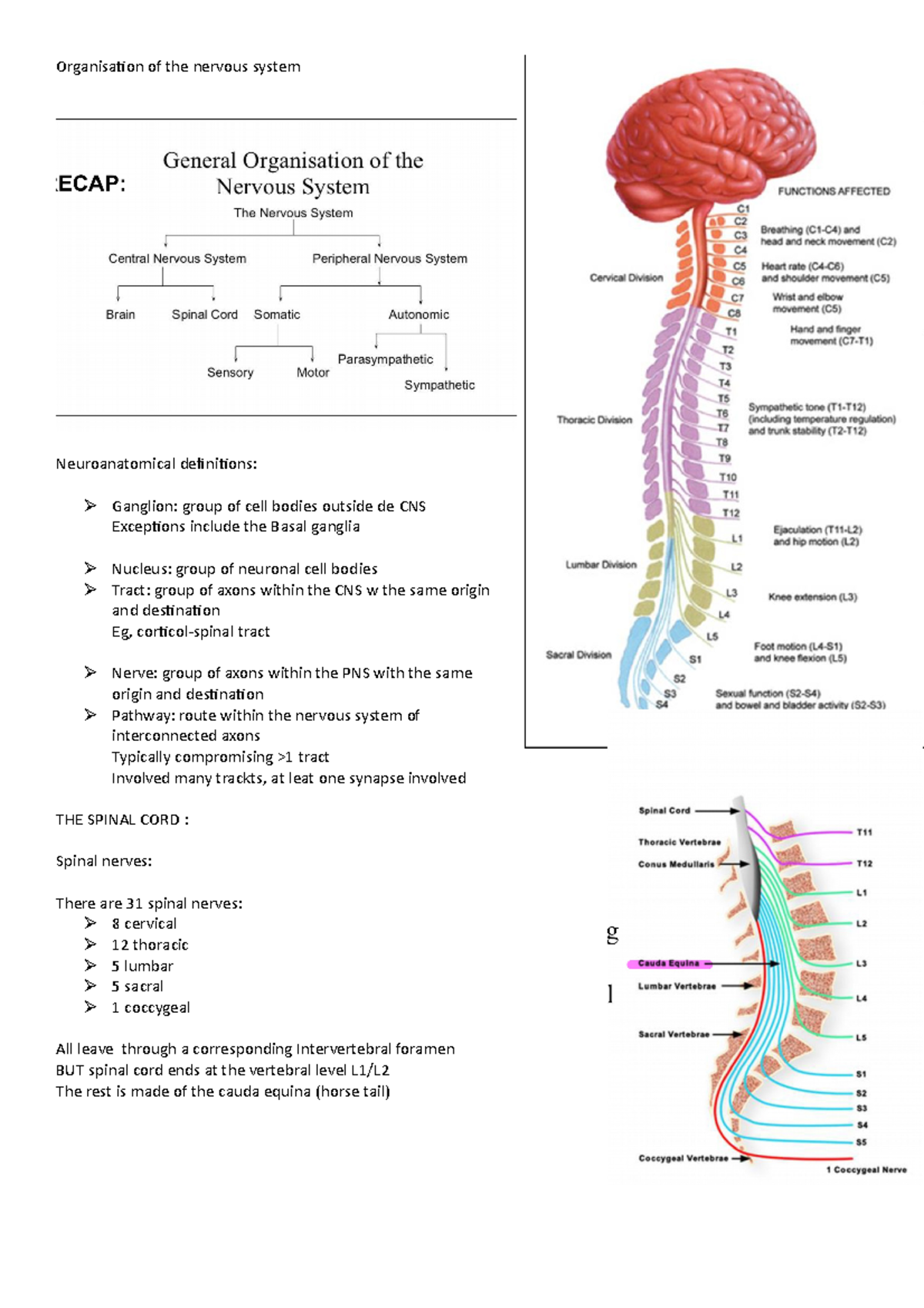 L12 gross organisation of the CNS - Organisation of the nervous system ...
