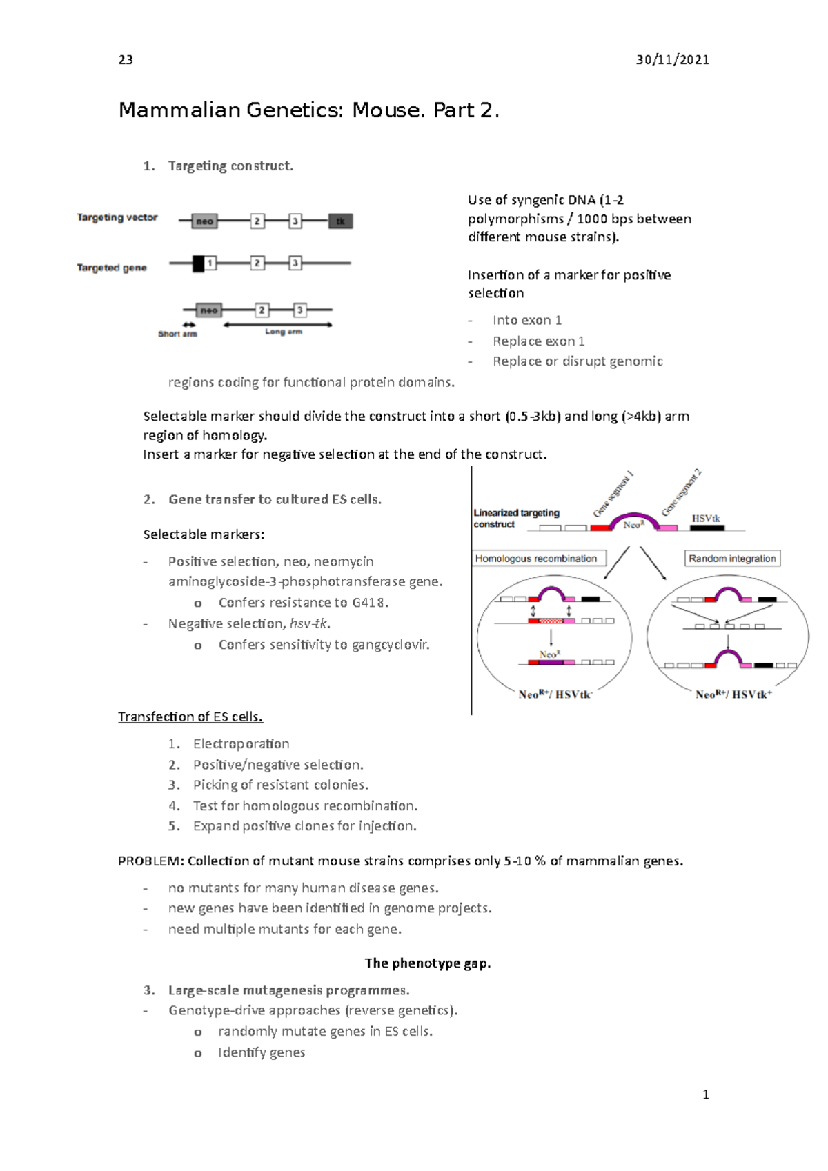 23. Mammalian genetics. Mouse (part 2) - 23 30/11/ Mammalian Genetics ...
