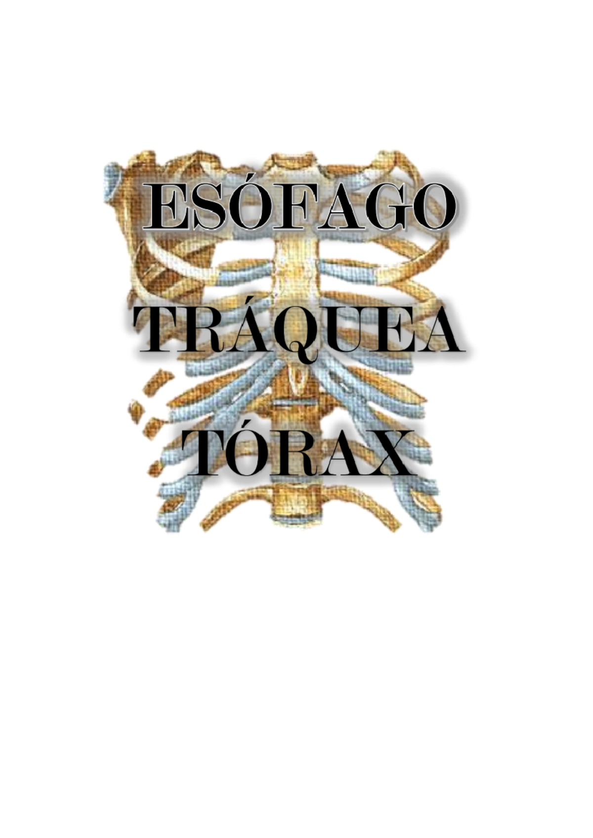 Esofago- Esplacno - Anatomía - ESOFAGO TRAQUEA TORAX ESOFAGO TRAQUEA ...