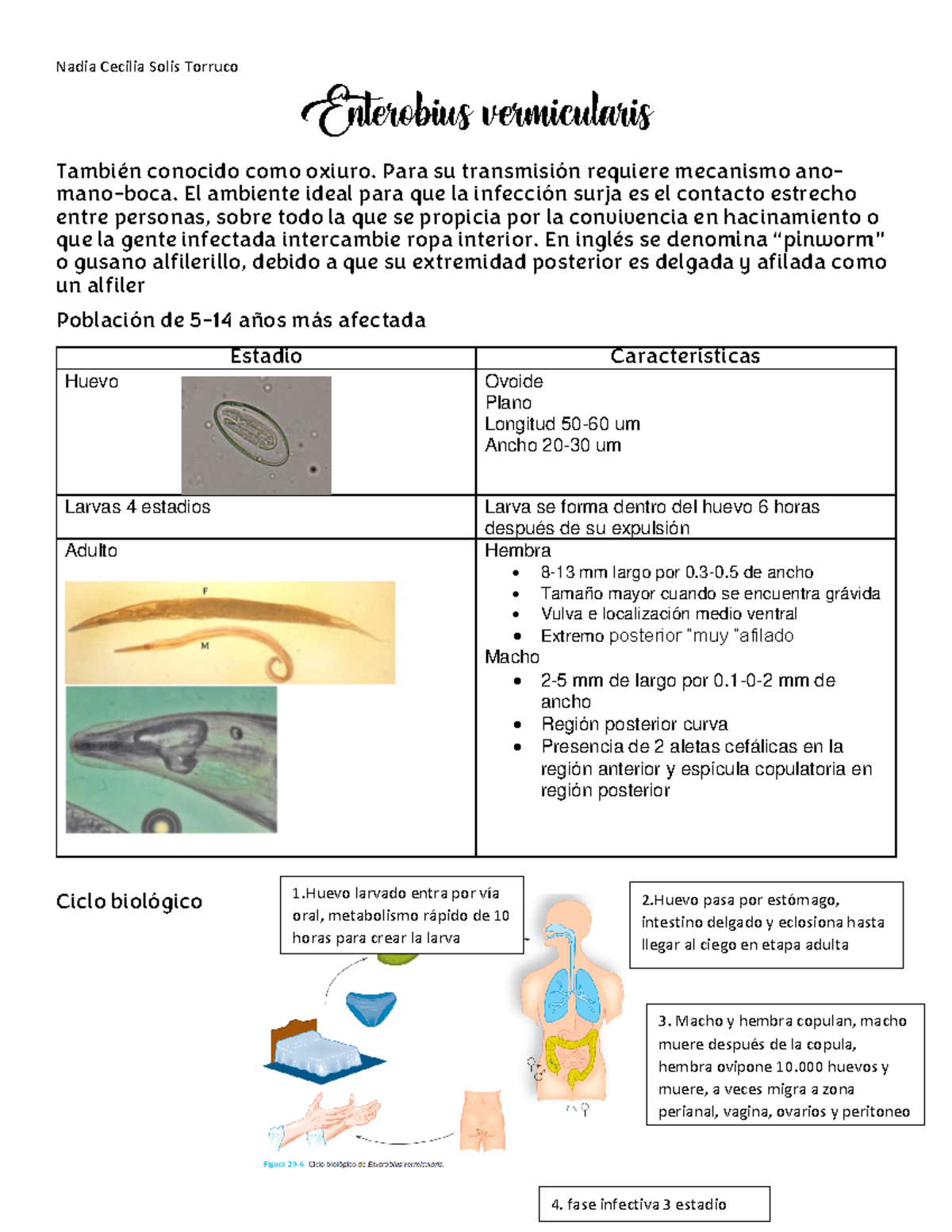 Enterobius vermicularis - Nadia Cecilia Solis Torruco Enterobius ...