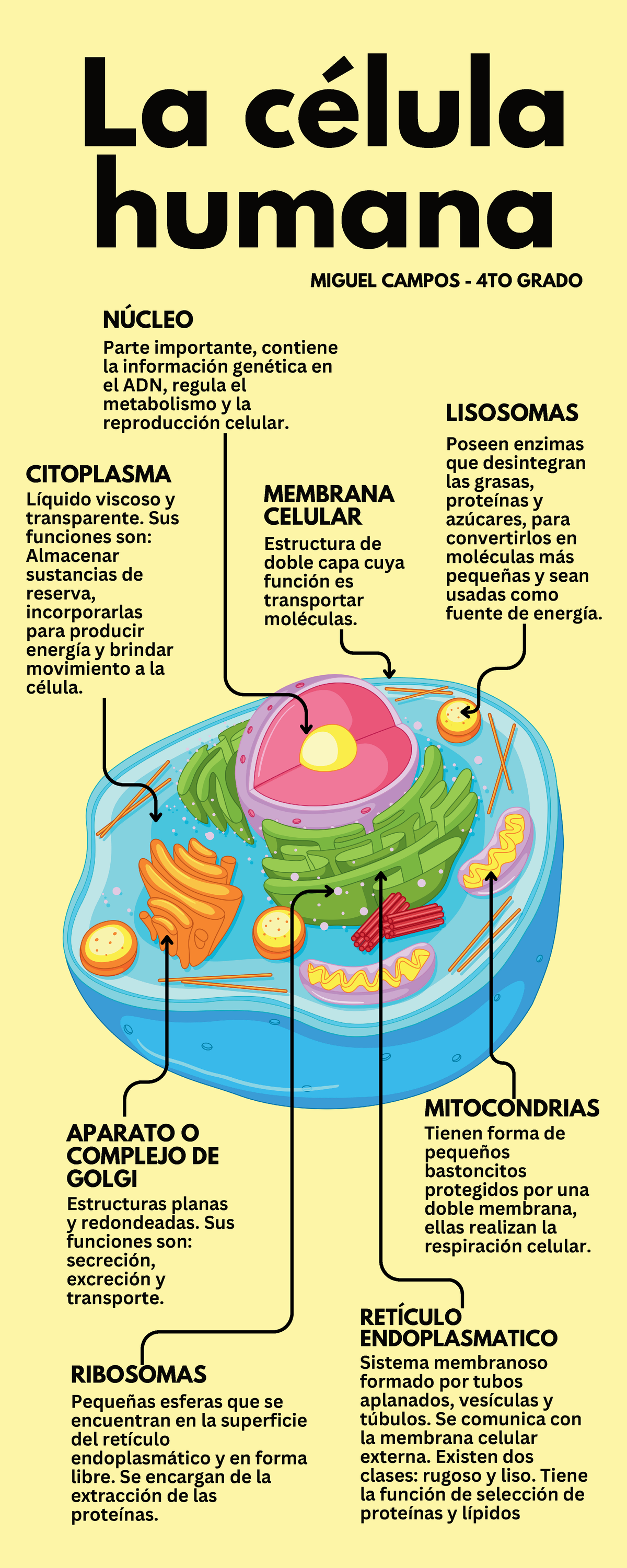 Infografía de la célula humana - APARATO O COMPLEJO DE GOLGI ...