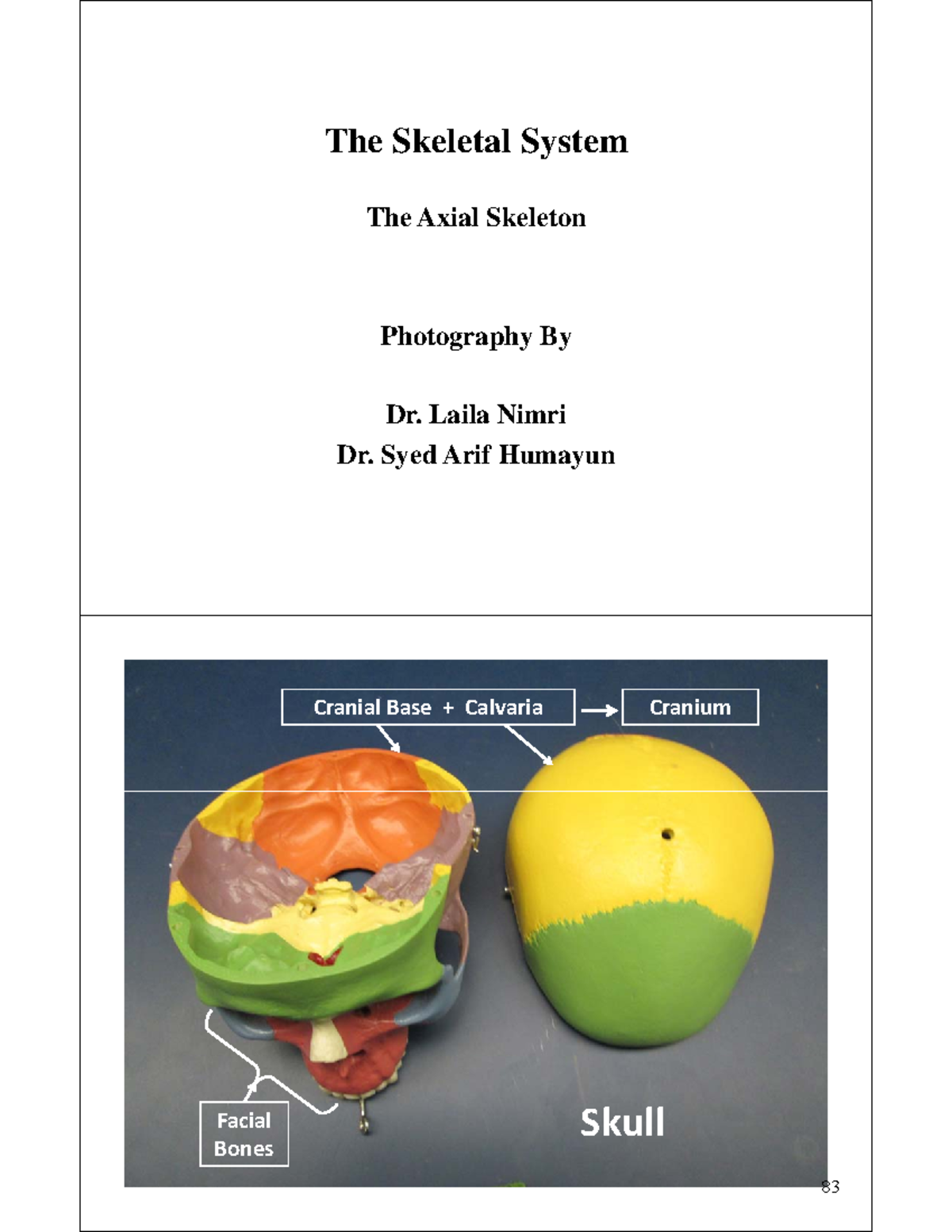 Ap1 skeletal system the axial skeleton slides - The Skeletal System The ...